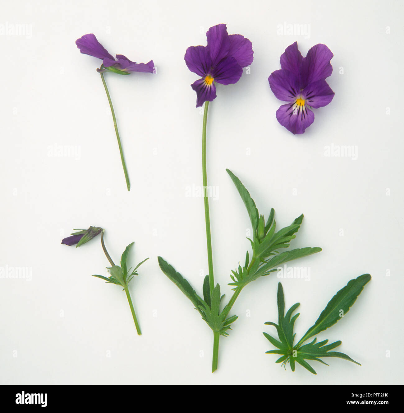Viola color hi-res stock photography and images - Alamy