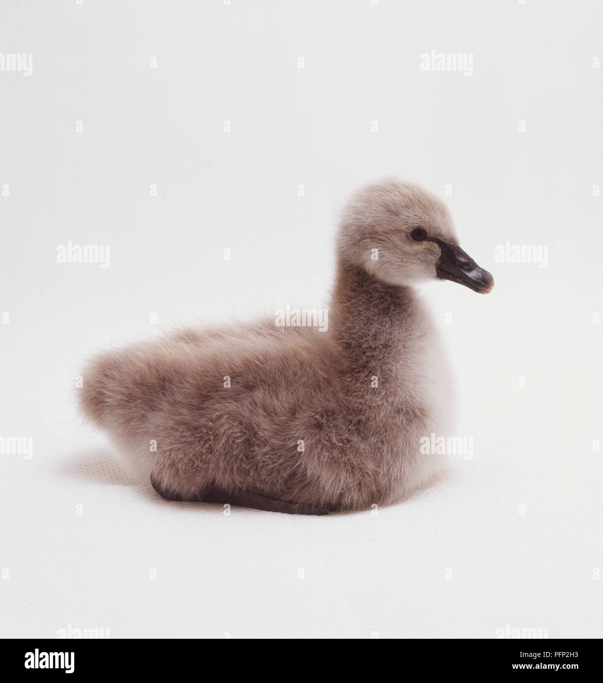 Swan birds hi-res stock photography and images - Alamy