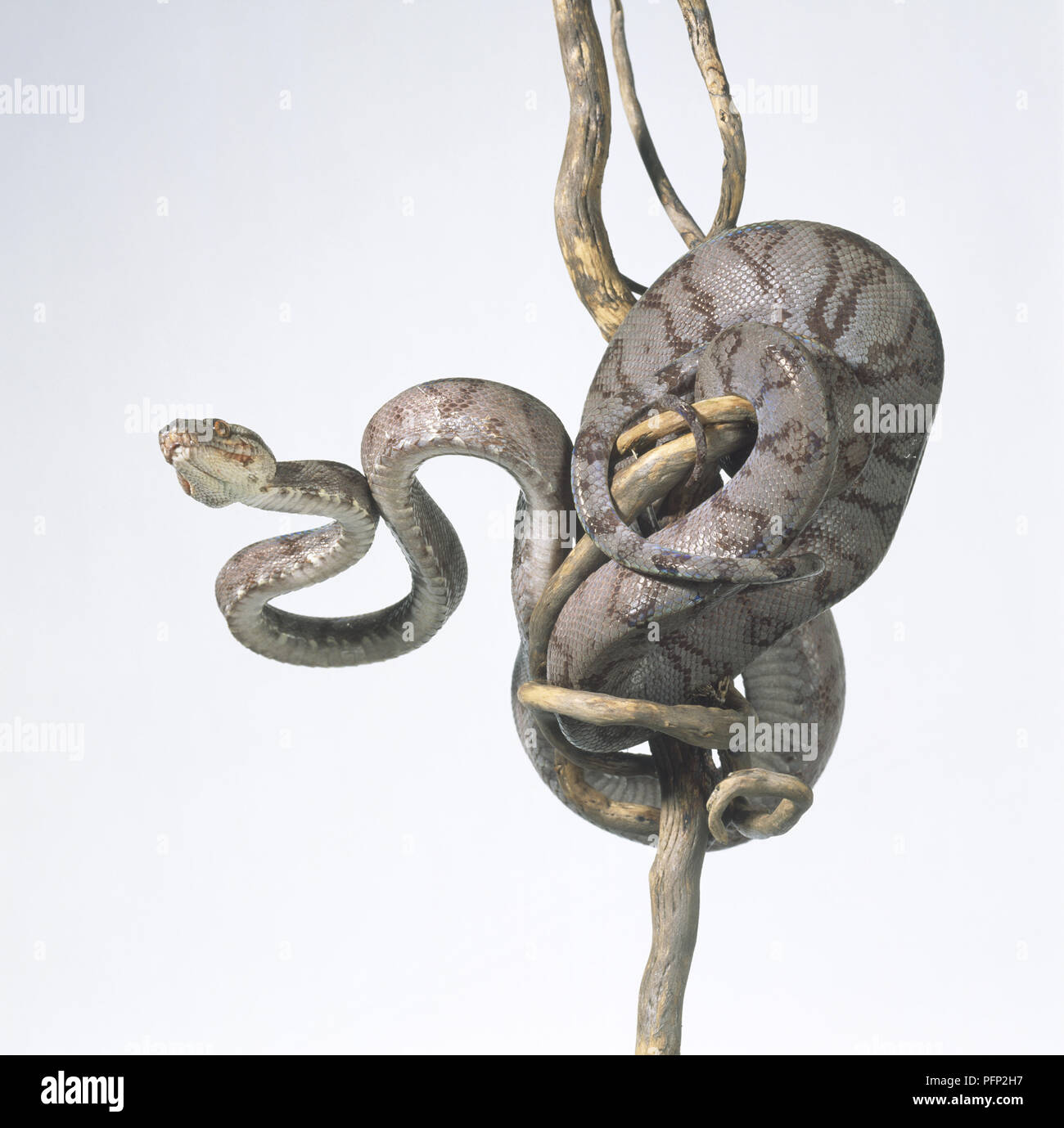 Corallus cookii hi-res stock photography and images - Alamy