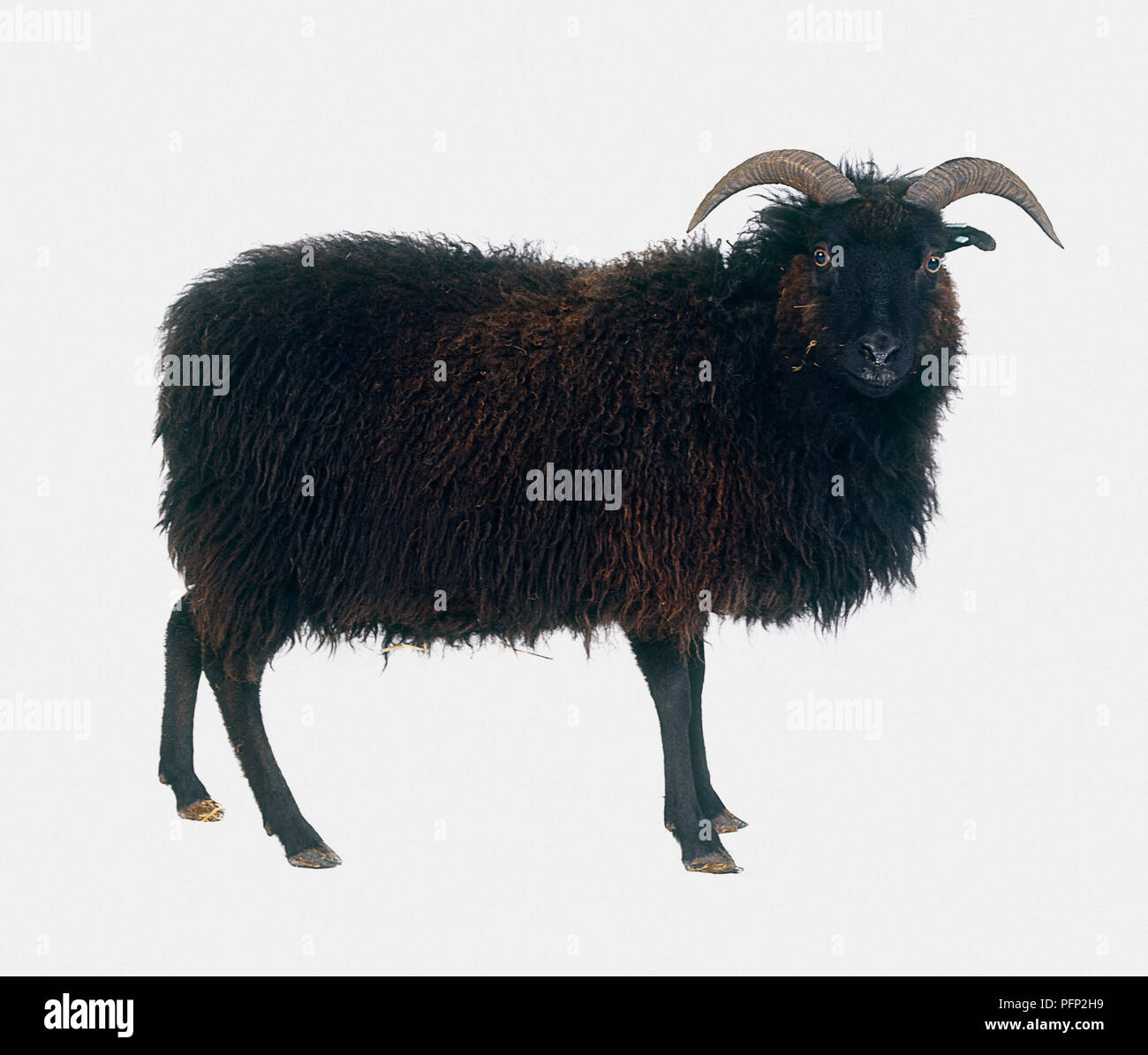 Hebridean sheep (Ovis aries), looking at camera Stock Photo - Alamy