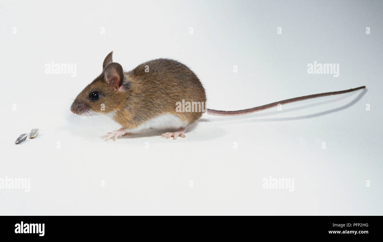 House Mouse, mus musculus, , side view Stock Photo - Alamy