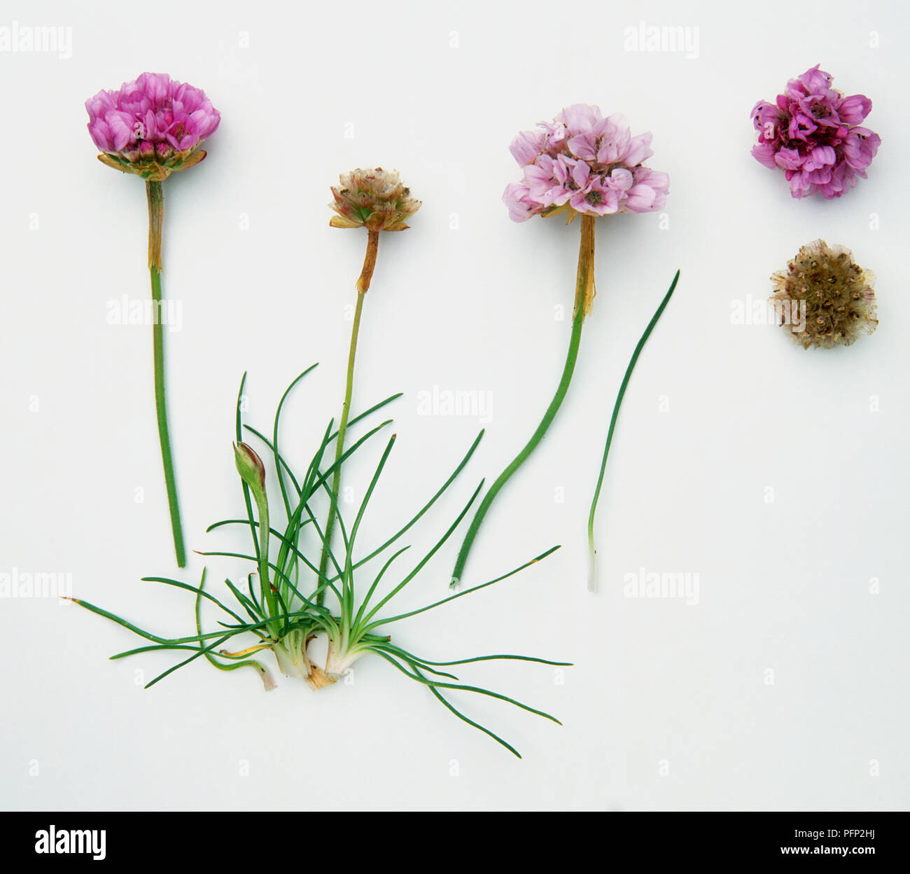 Purple flower heads and leaves from Armeria maritima (Thrift Stock ...