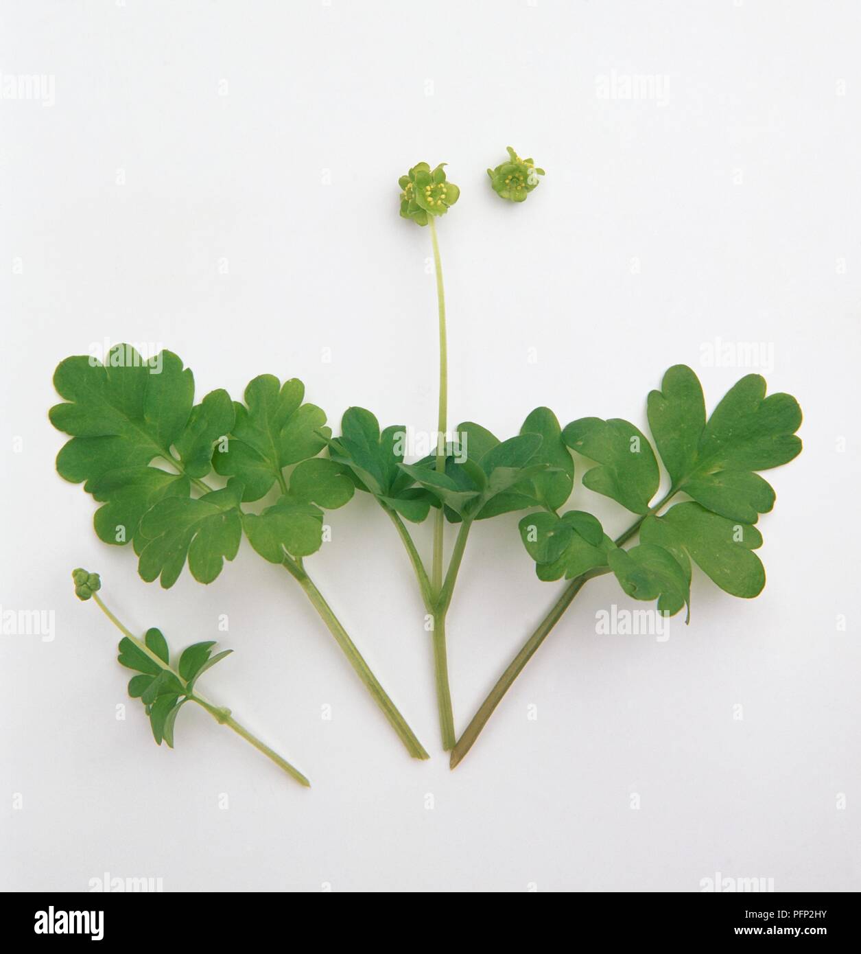 Adoxa moschatellina (Moschatel), stems with green leaves and small ...