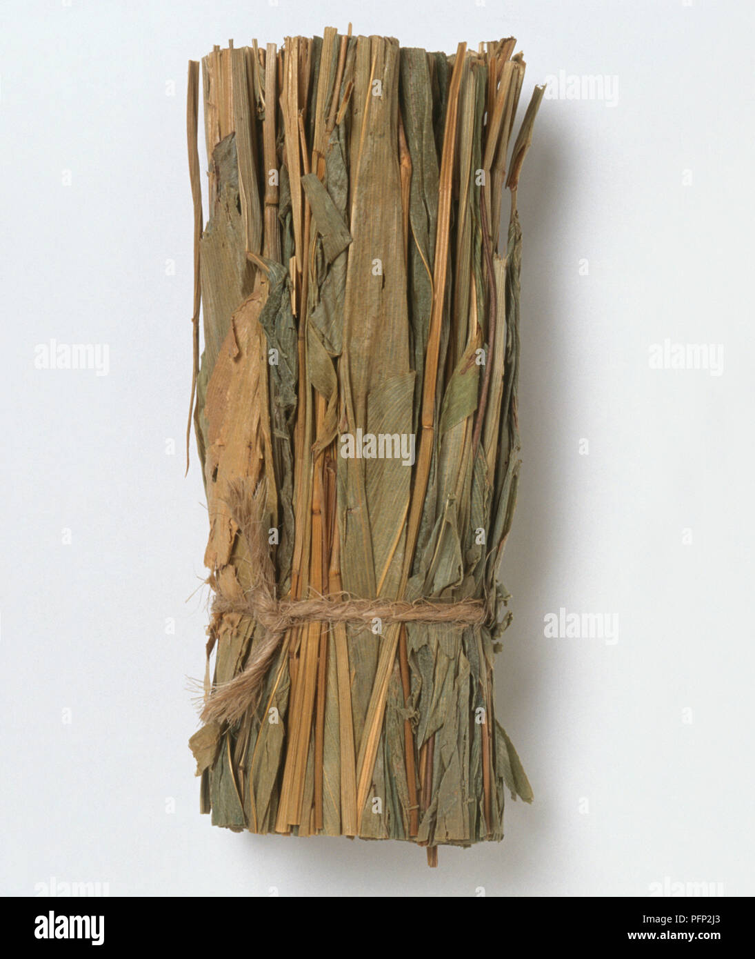Dried roots from Phyllostachys nigra (Black bamboo), tied together ...