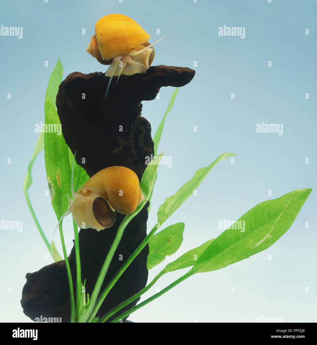 Two Apple Snails (Pomacea sp.) swimming near underwater rock and leaves ...