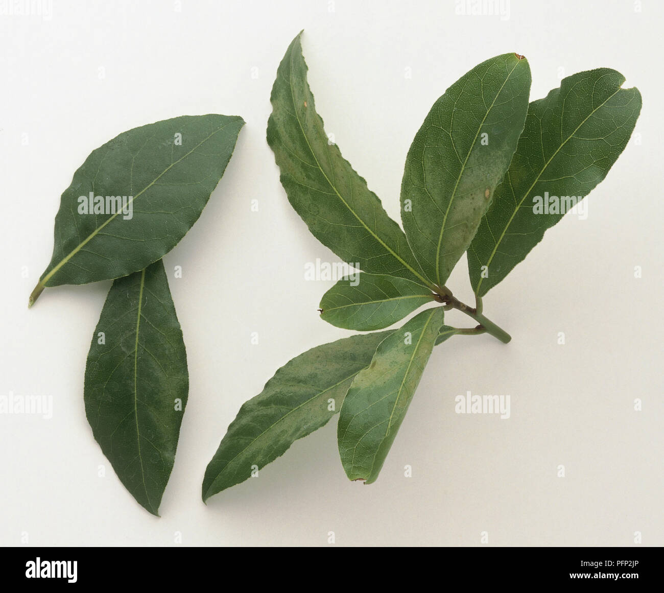 Laurus nobilis, Bay leaves Stock Photo - Alamy