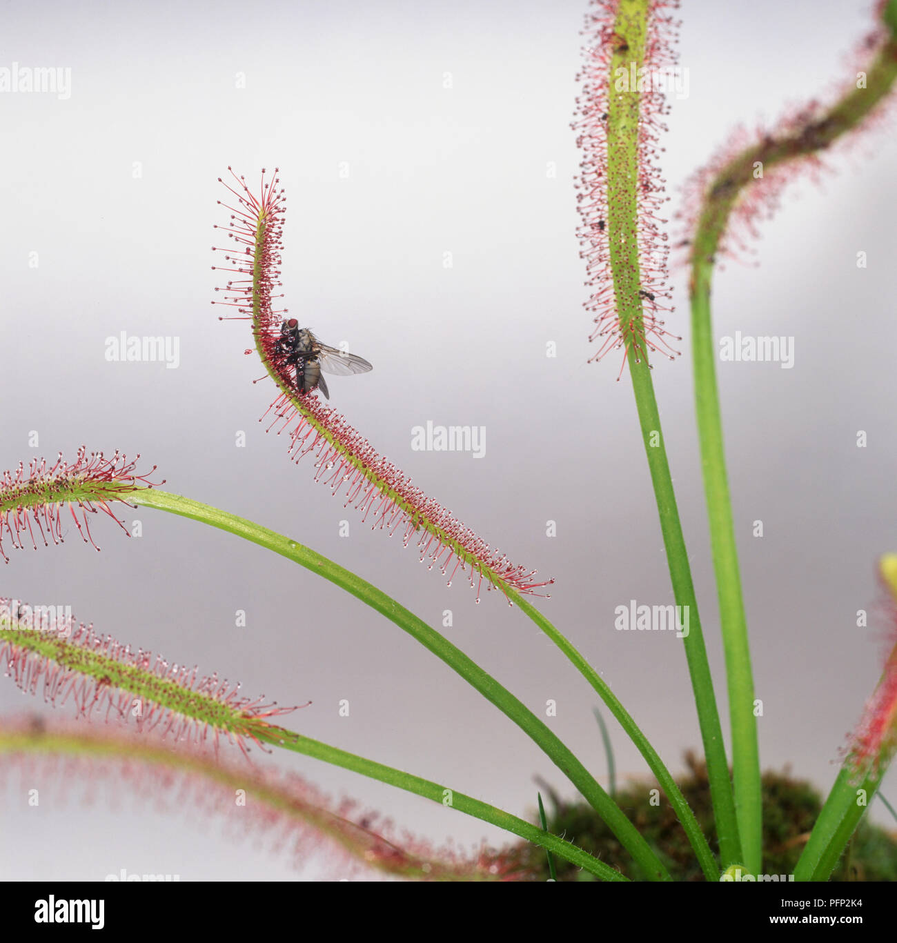 Sundew plant drosera sp hi-res stock photography and images - Alamy