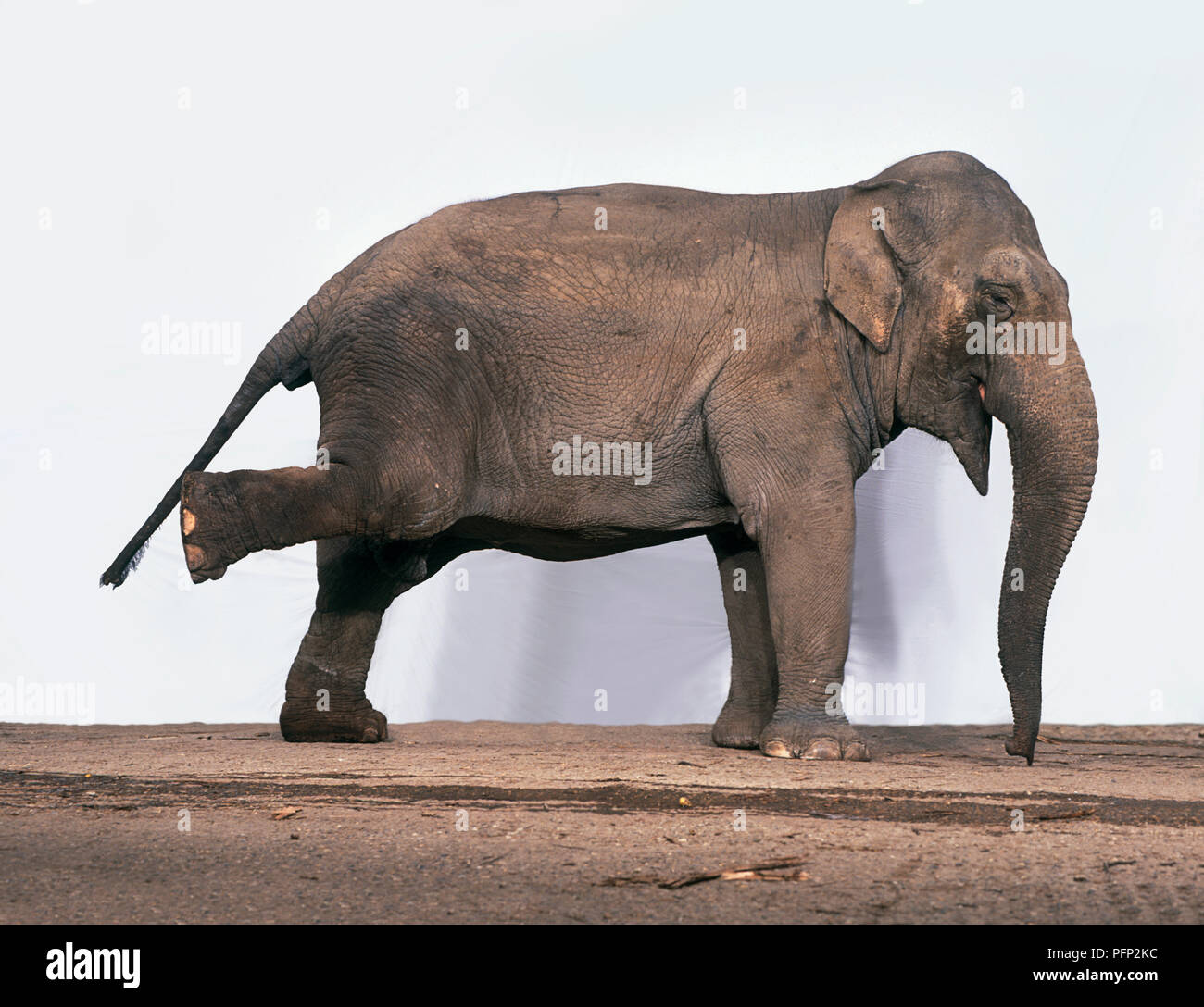 Indian elephant (Elephas maximus indicus) with one foot raised, side ...