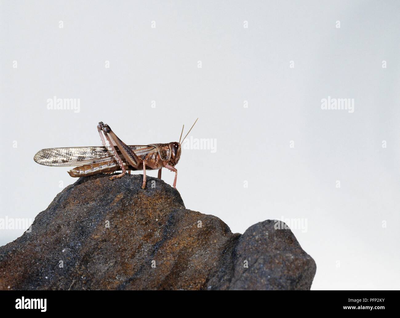 Locust rock hi-res stock photography and images - Alamy