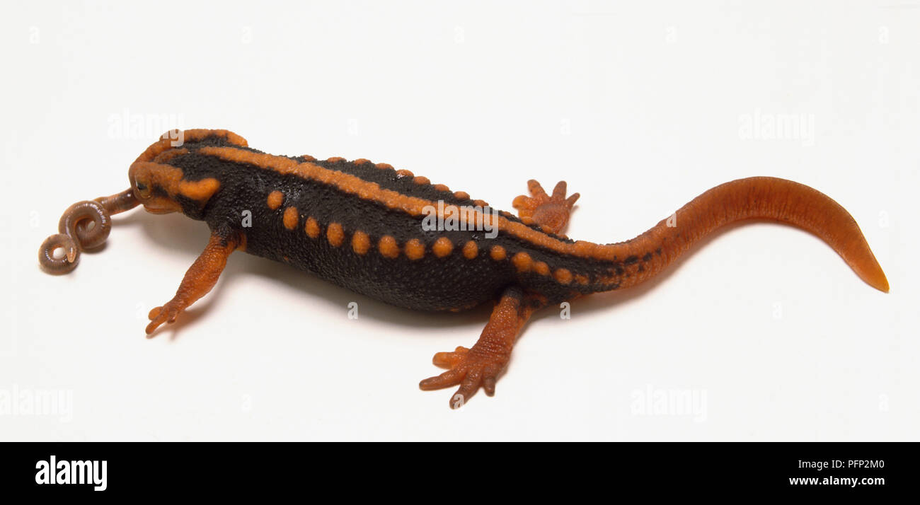 Oriental Mandarin Salamander (Tylototriton verrucosus) eating a worm ...