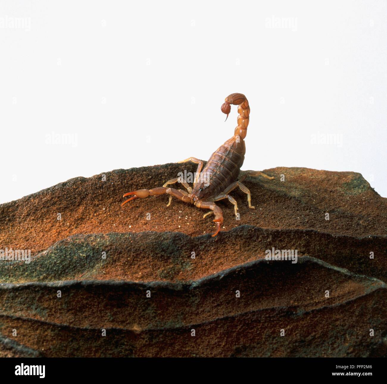 Fat tailed scorpion hi-res stock photography and images - Alamy