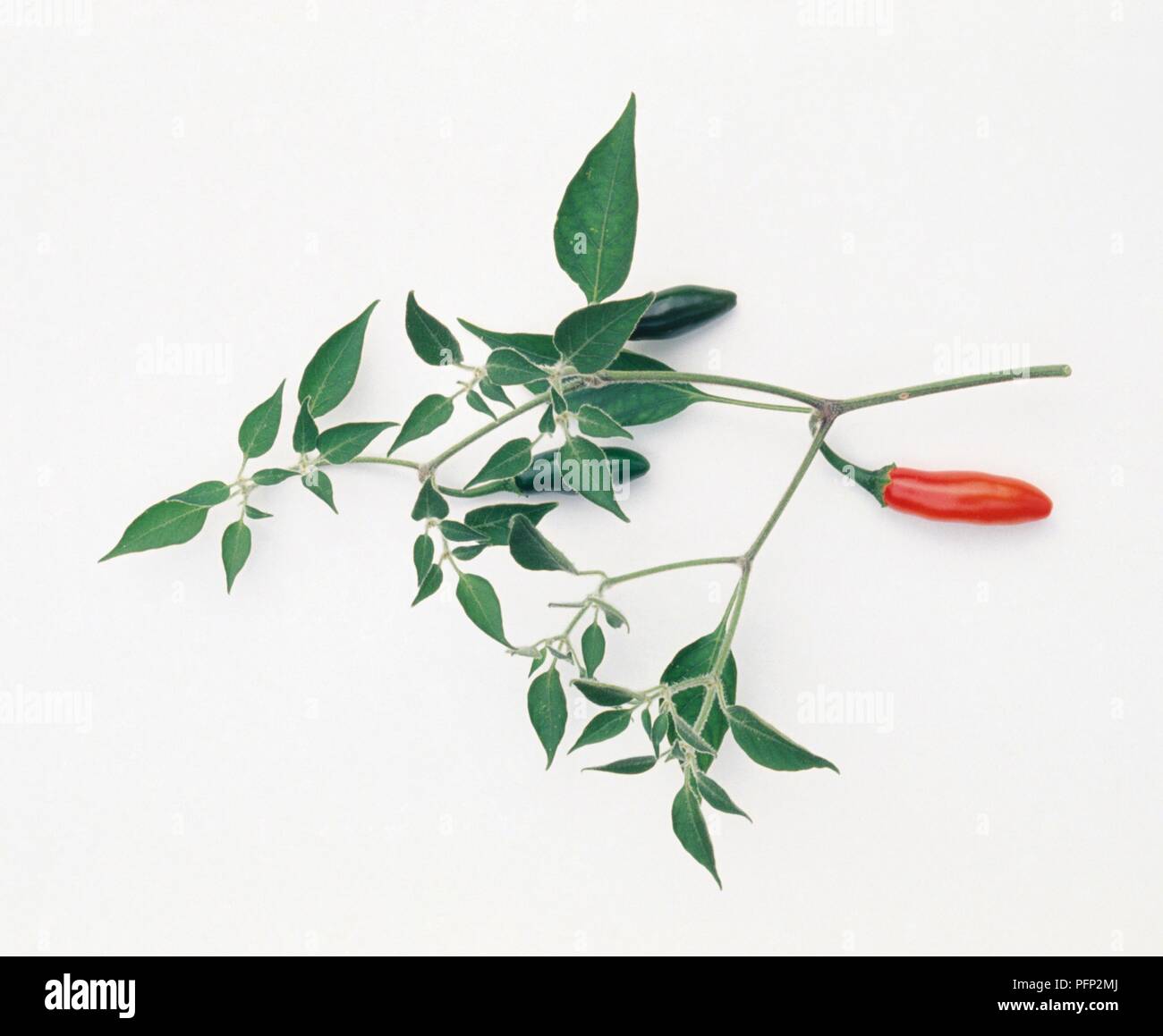 Botany capsicum hi-res stock photography and images - Alamy