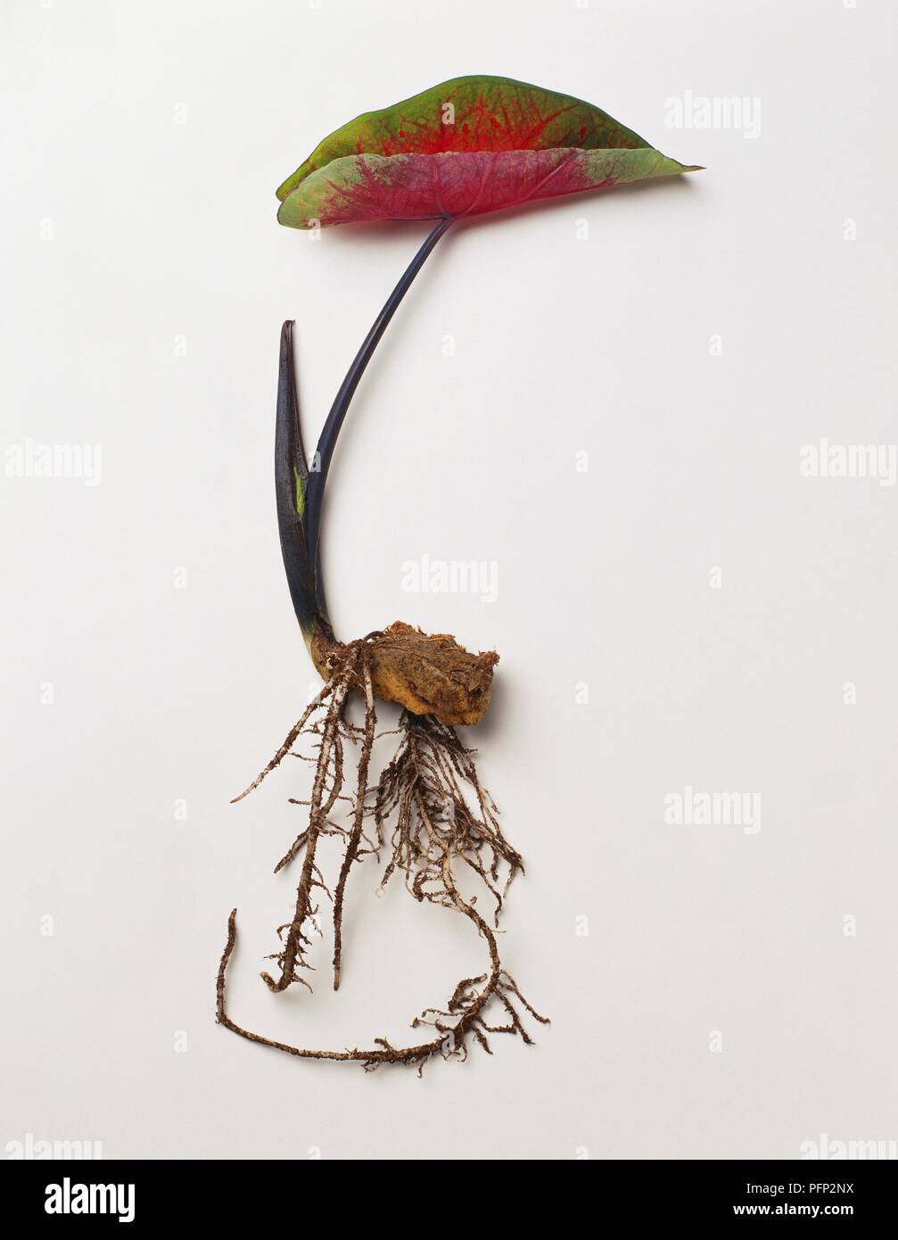 Red and green caladium leaf on stem attached to roots Stock Photo - Alamy