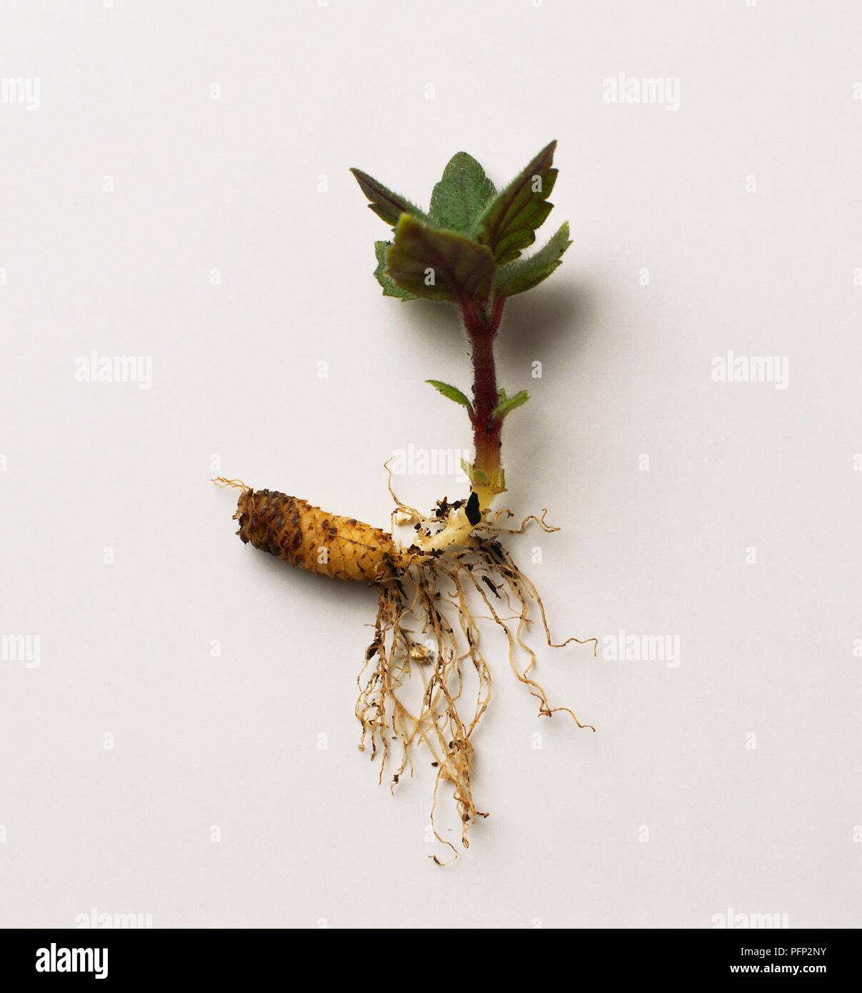 Propagated hi-res stock photography and images - Alamy