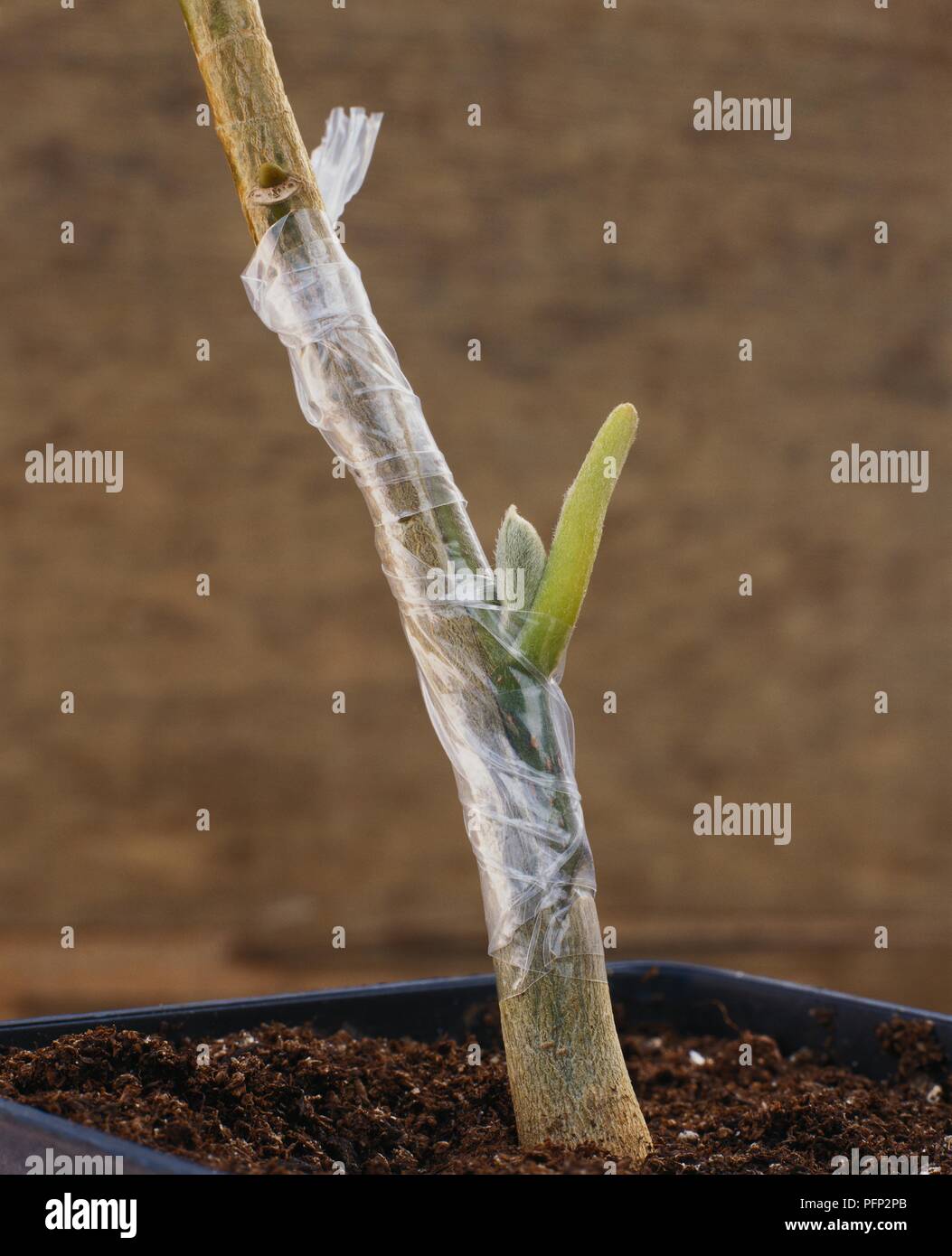 Bud chip scion secured to stock with plastic with bud and leaf stem ...