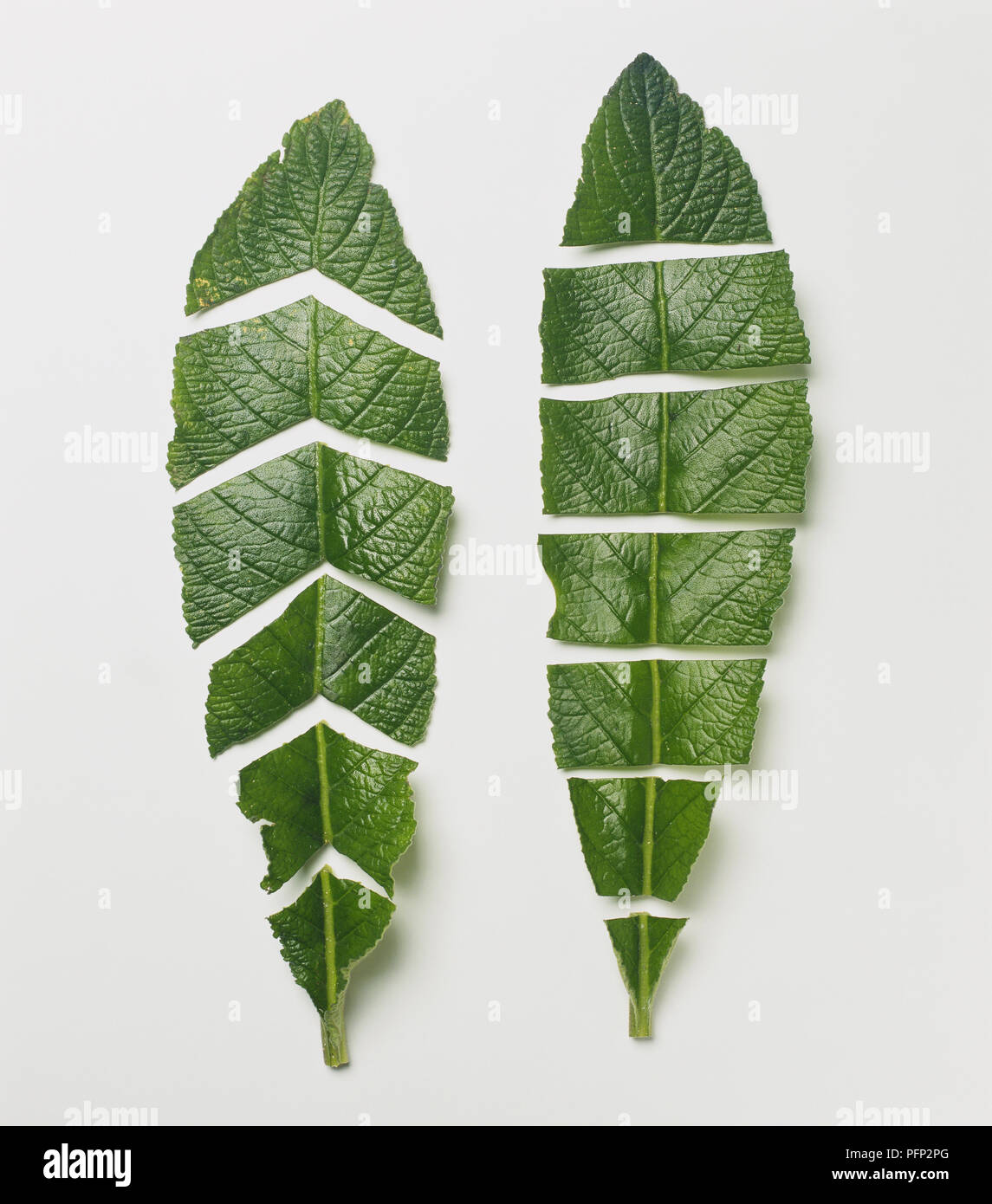 Evening Primrose Leaves Speckled