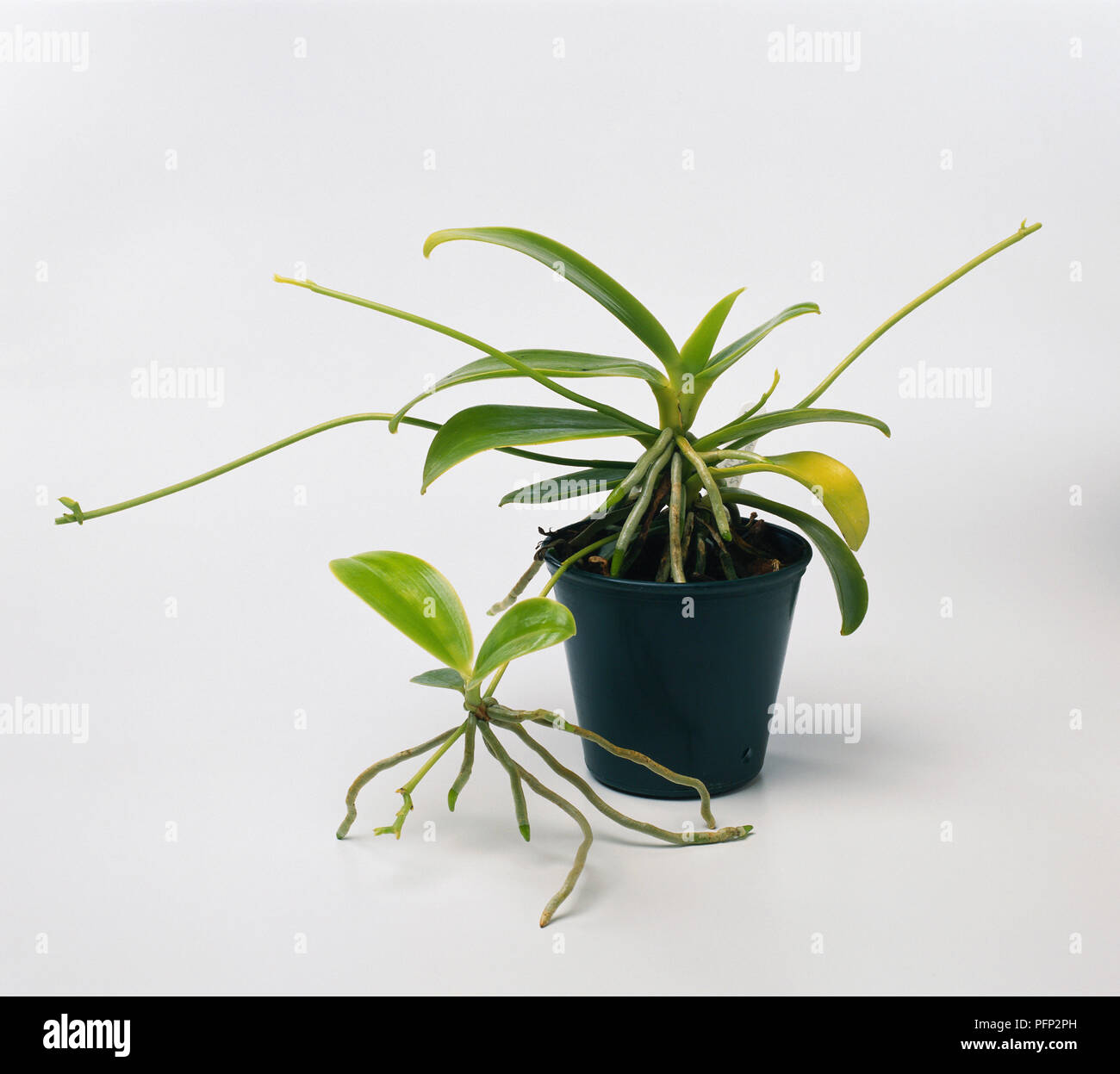 Example of Phalaenopsis lueddemanniana producing plantlets from old ...