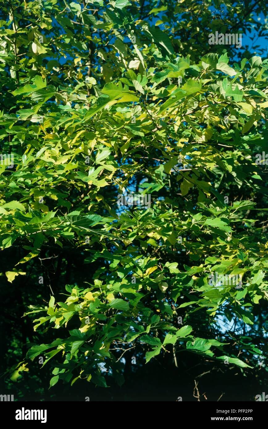 Mulberry morus leaf hi-res stock photography and images - Alamy