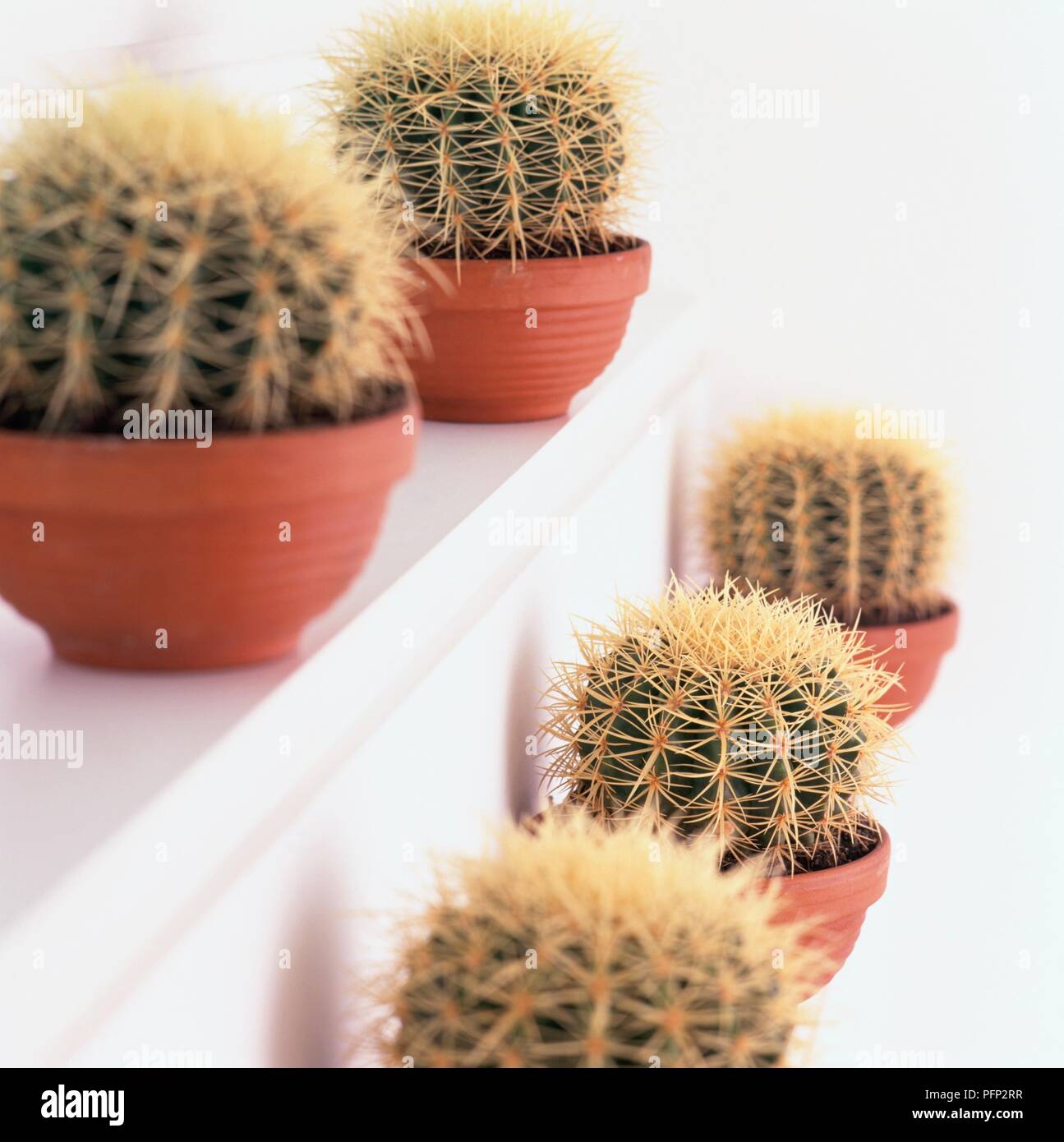 Barrel cacti in small terracotta pots, close-up Stock Photo - Alamy