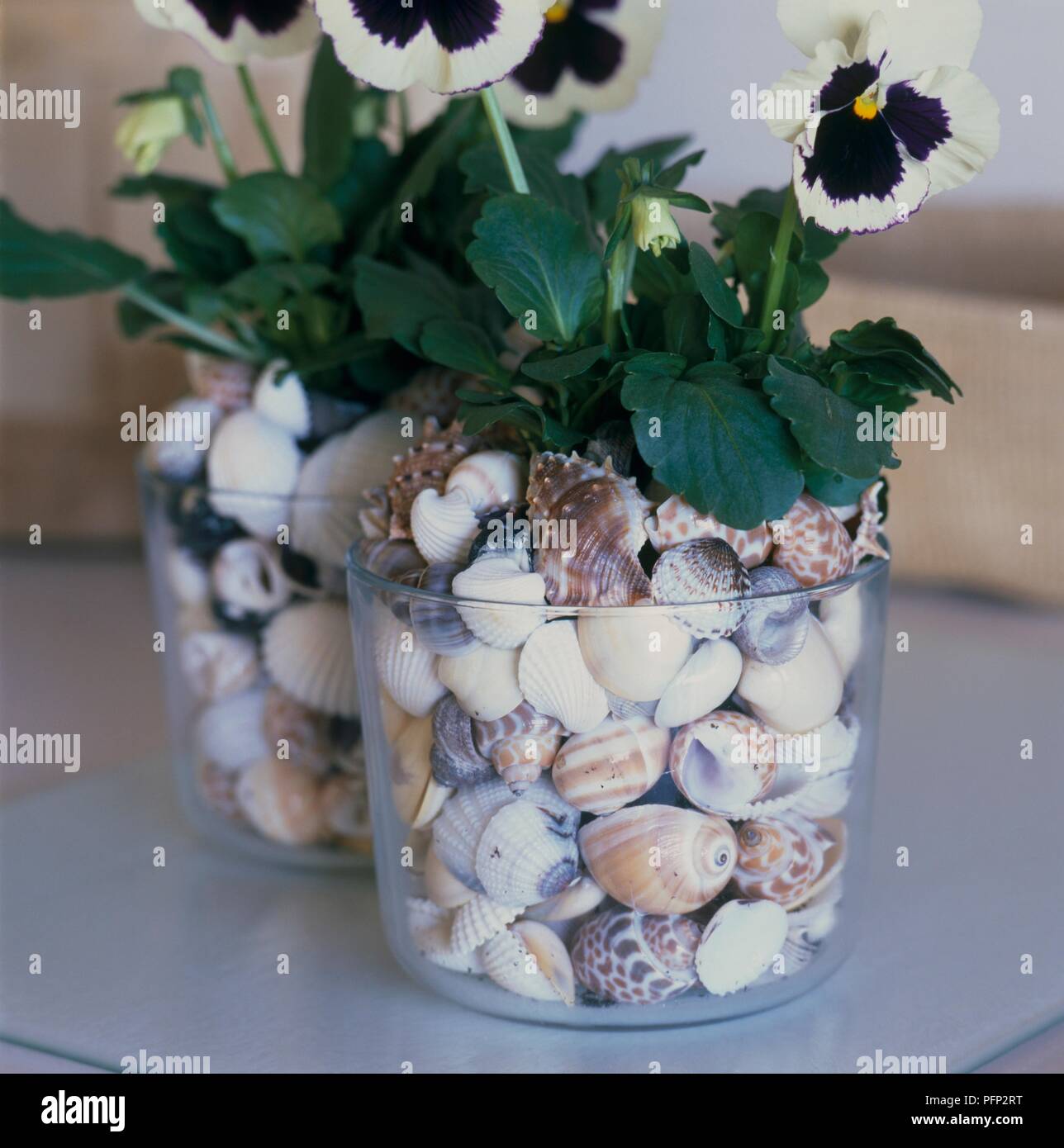 Pansy shell hi-res stock photography and images - Alamy