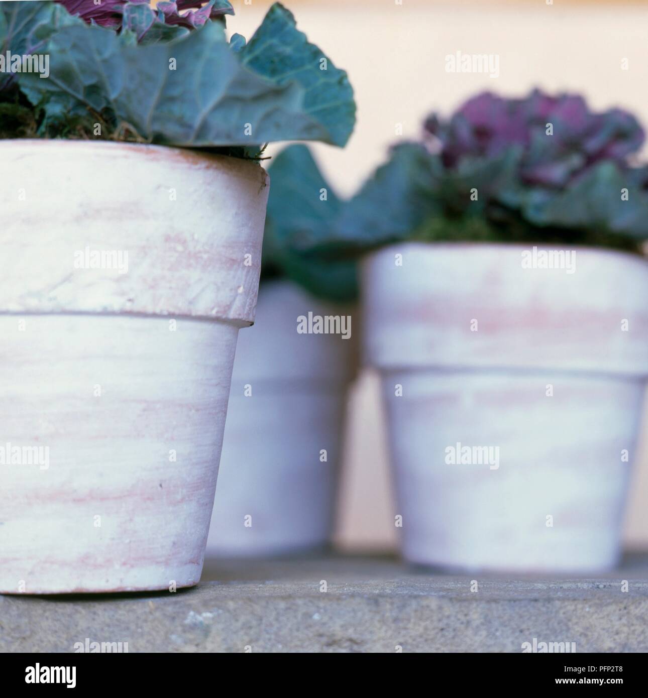 Ornamental cabbages pot hi-res stock photography and images - Alamy