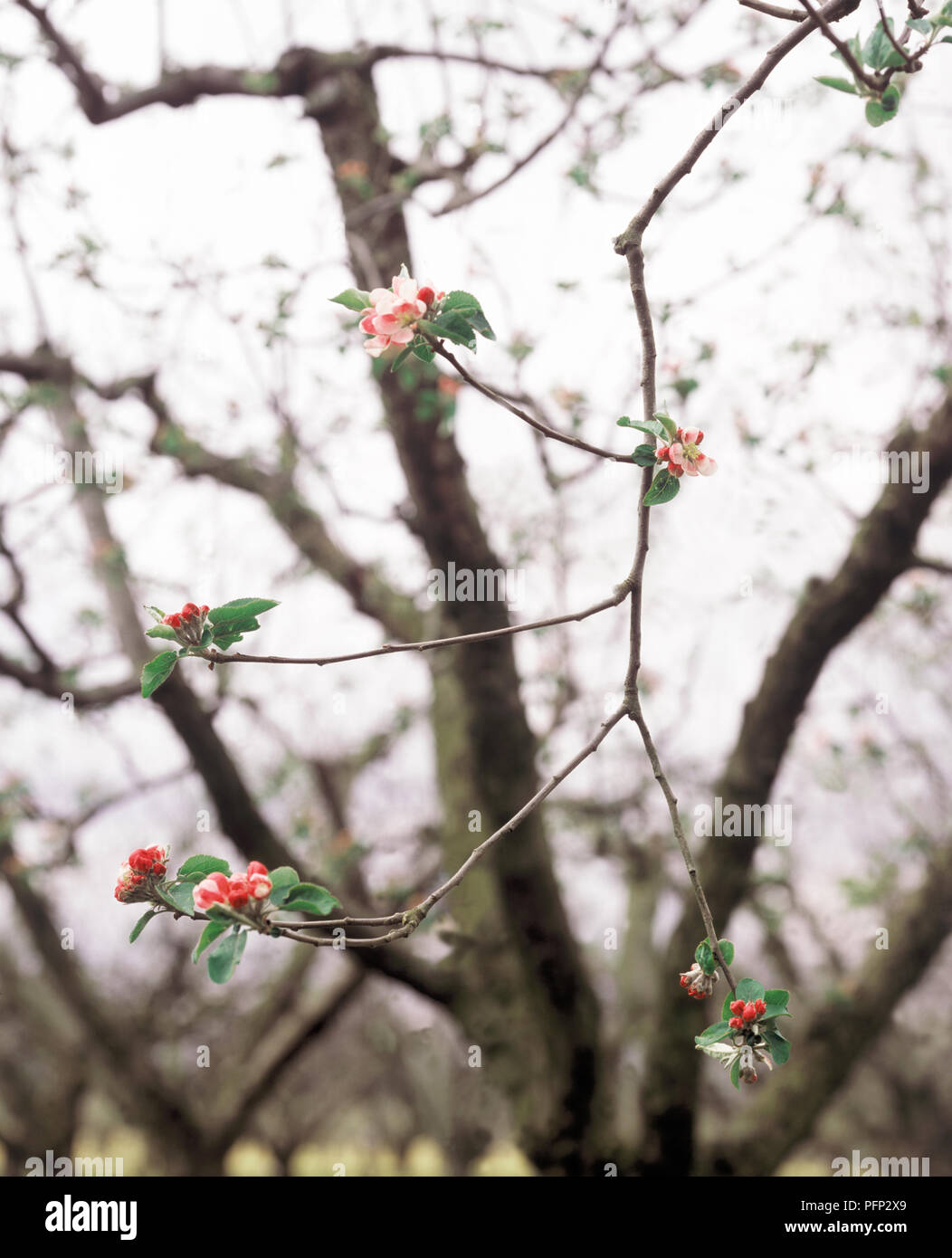 Malus domestica 'Irish Peach' (Apple tree) with blossoms and budding ...