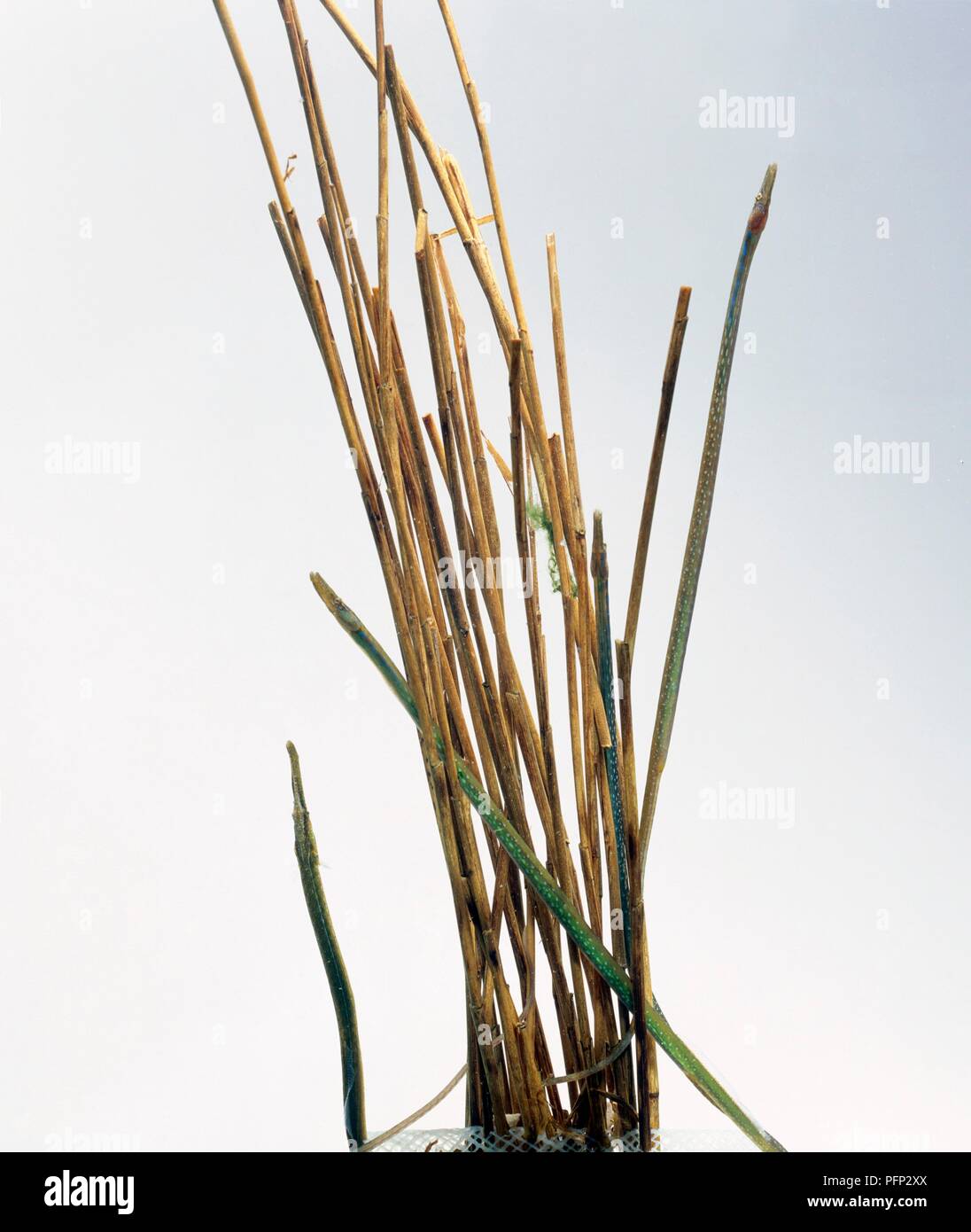 Long thin fish hi-res stock photography and images - Alamy
