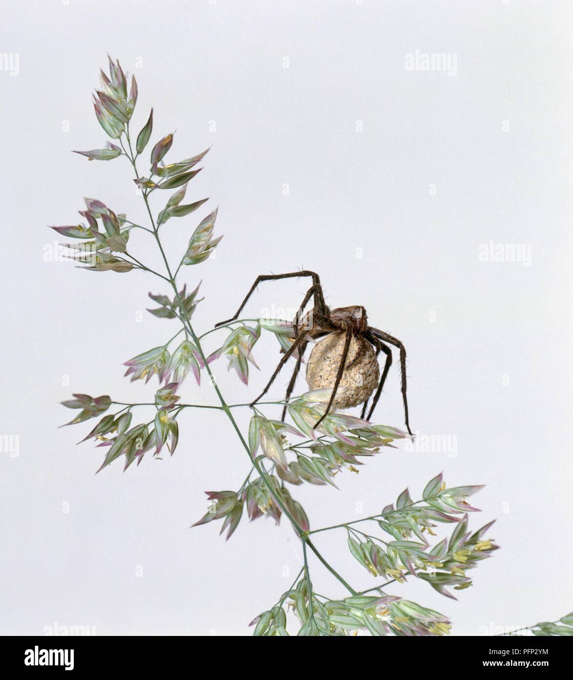 Nursery web spider (Pisaura mirabilis) carrying egg sac on plant Stock ...