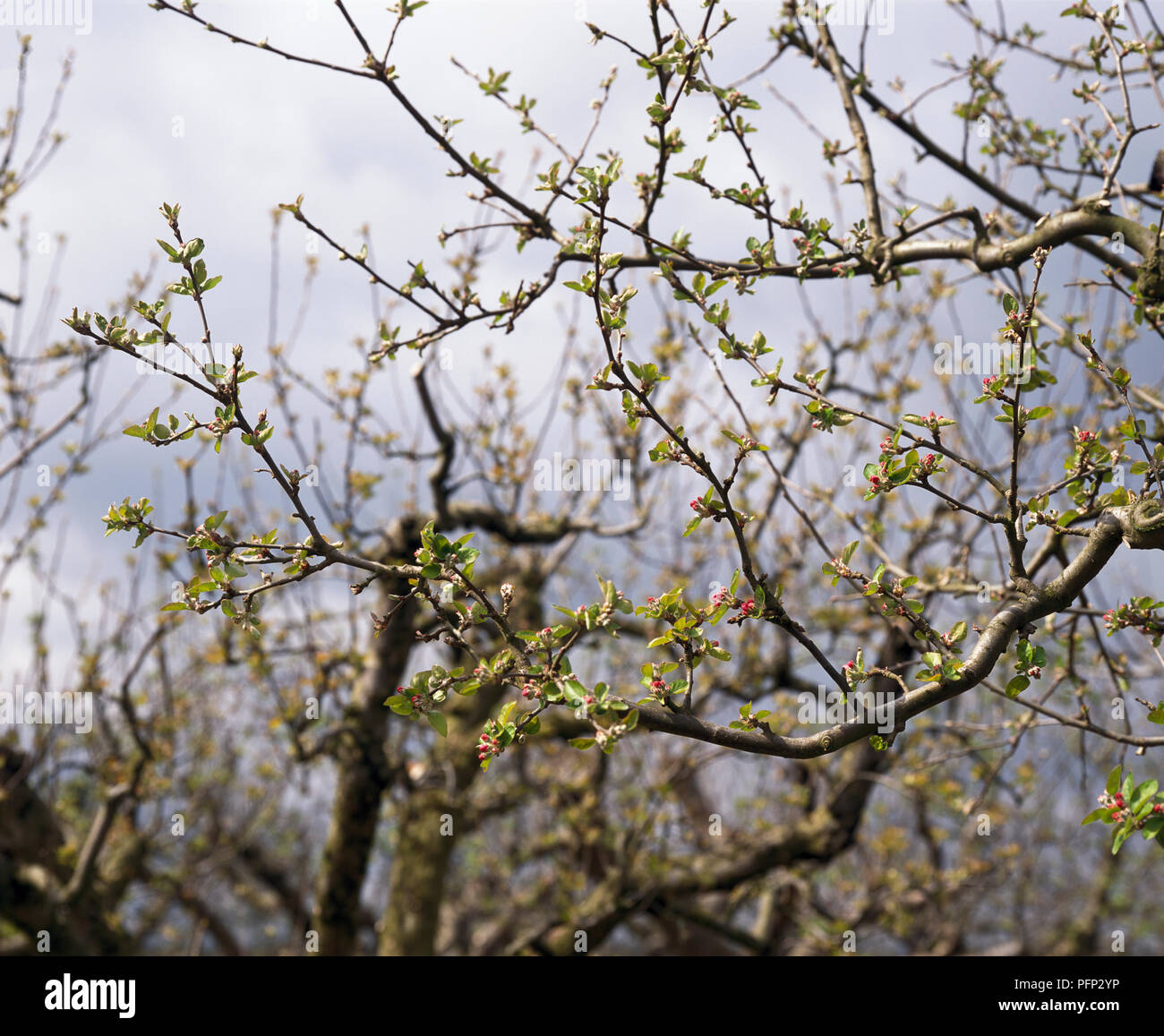 Malus domestica 'Hanwell Savoy' (Apple tree) with budding leaves and ...