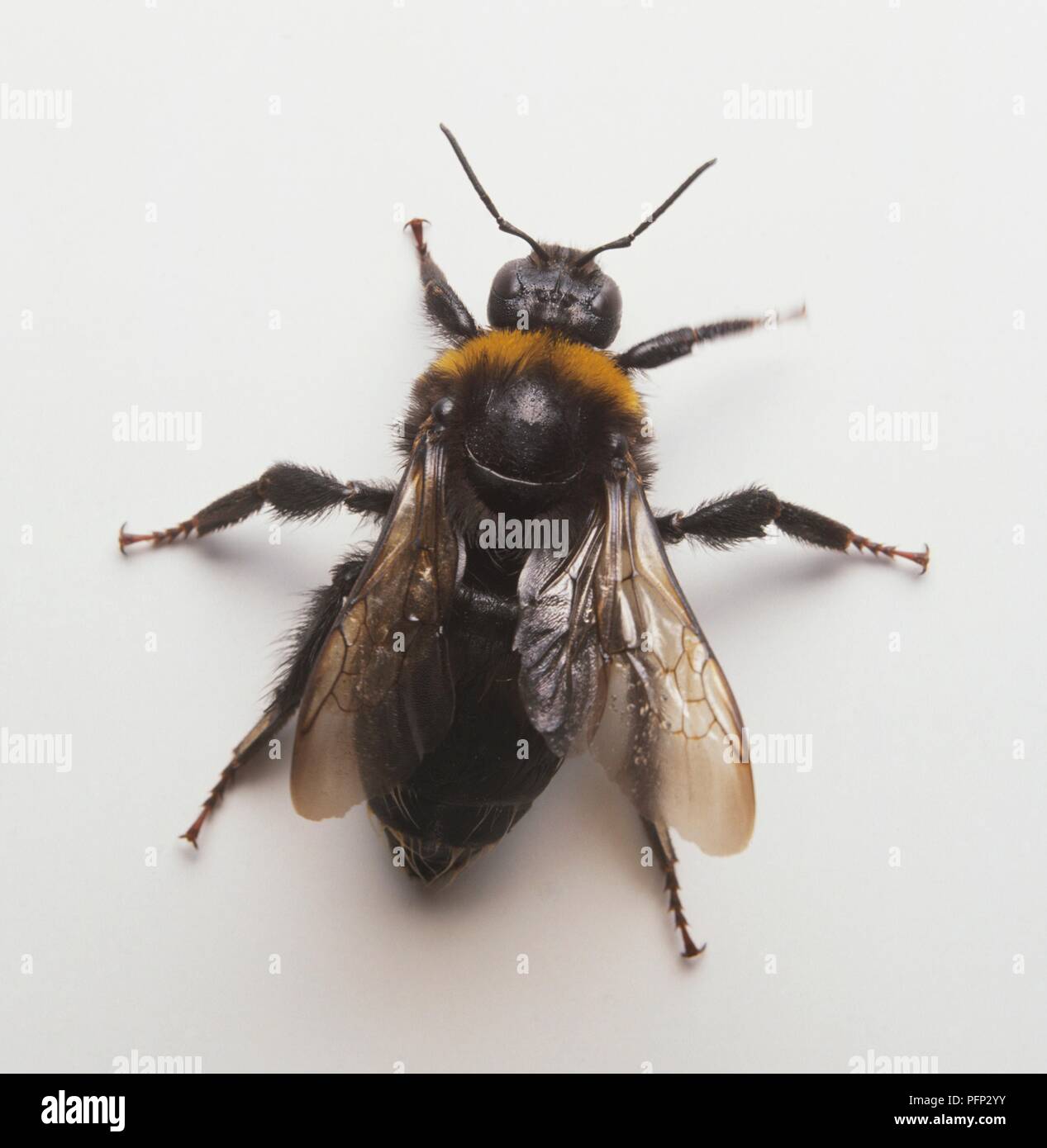 Model of a bee, overhead view Stock Photo - Alamy