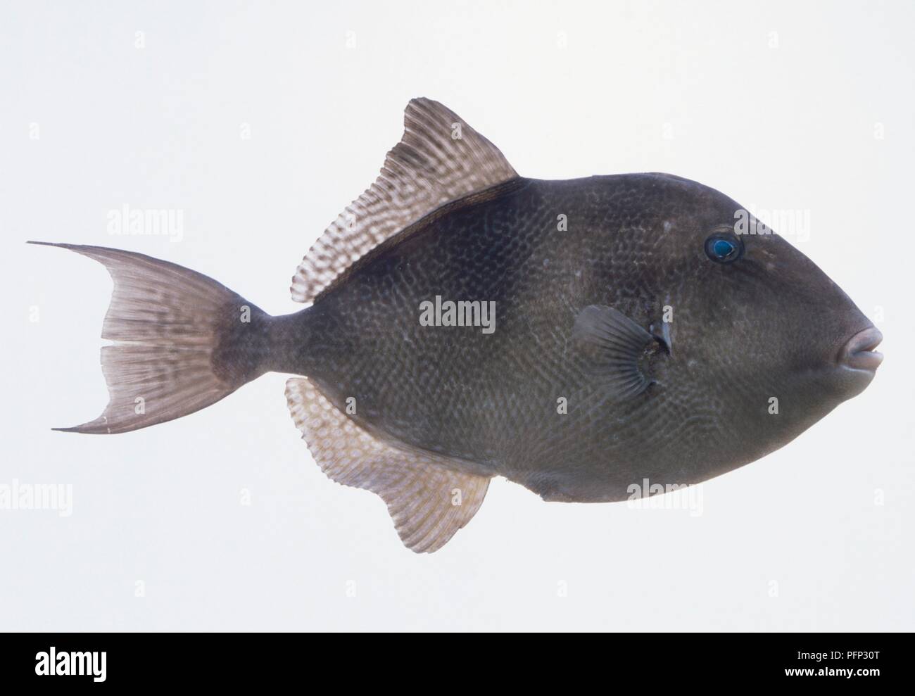 Triggerfish (Balistidae) showing prominent, tough lips Stock Photo - Alamy