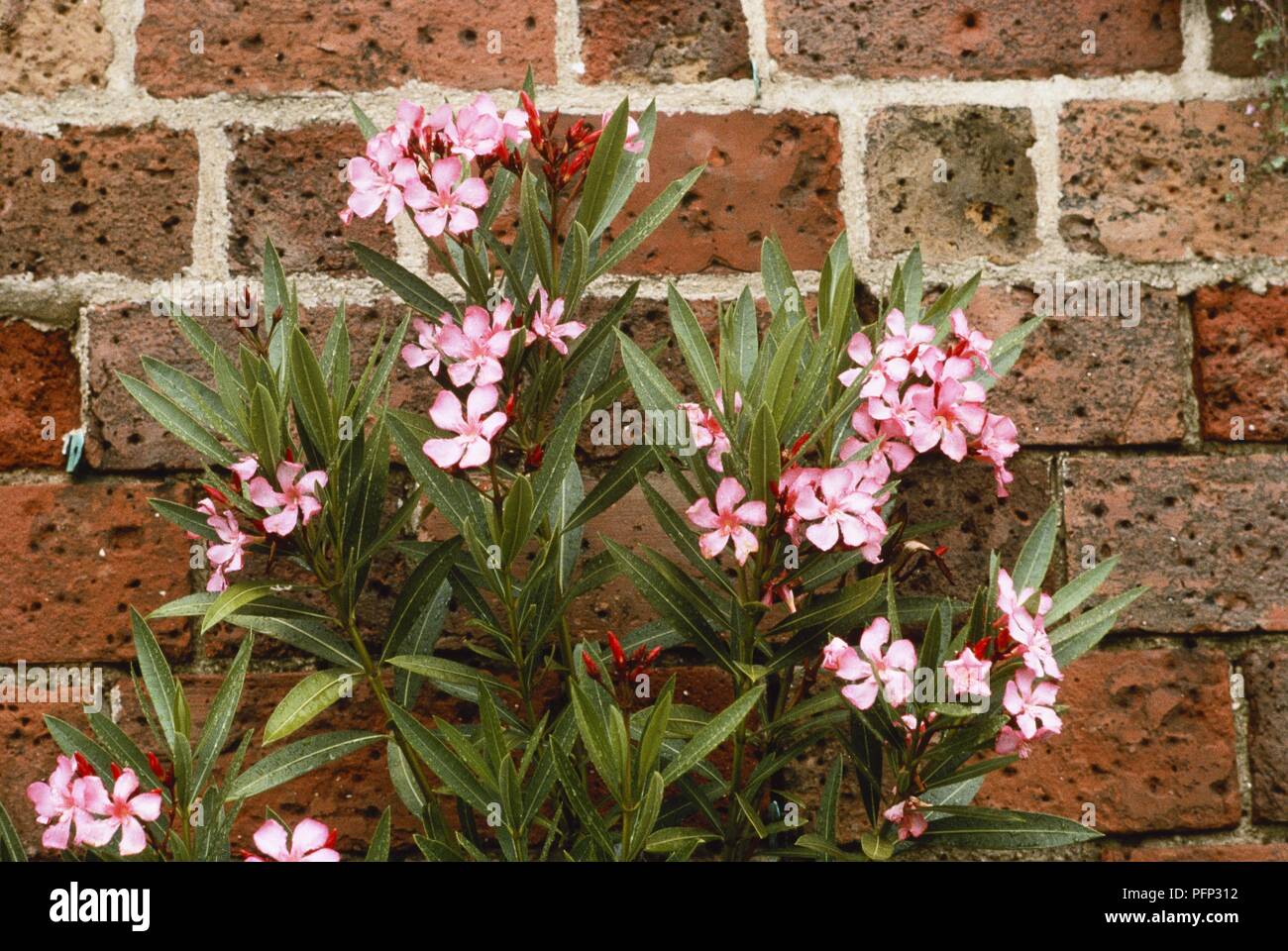 Nerium oleander with pink flowers and green leaves growing against ...