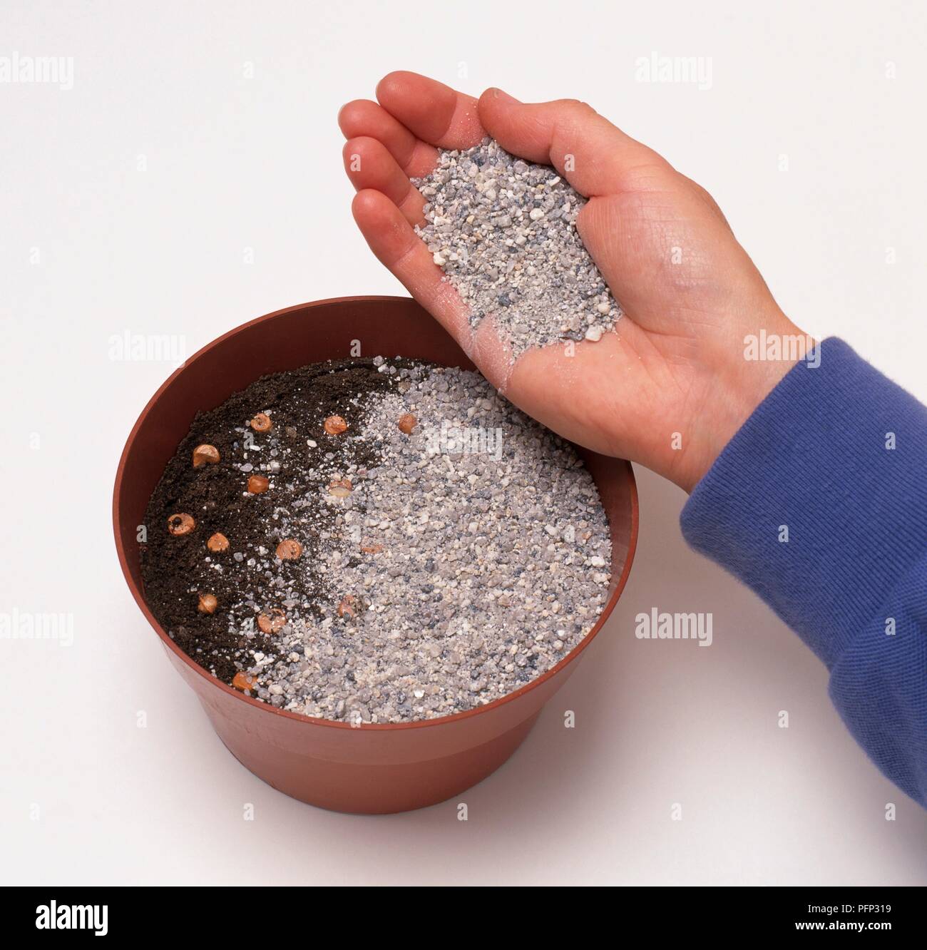 Fine grit in palm of hand above Iris laevigata seeds in plant pot ...