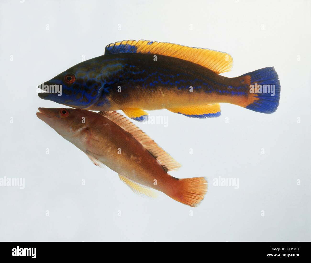 Blue cuckoo wrasse hi-res stock photography and images - Alamy