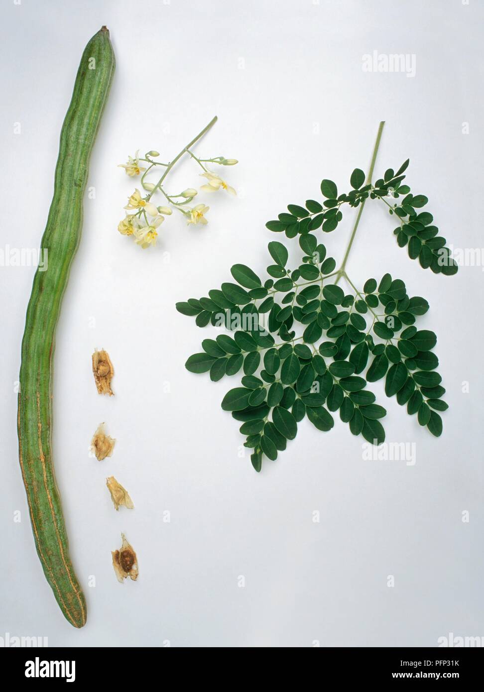 Part of Moringa oleifera (Ben oil tree) including seed pod, seeds ...
