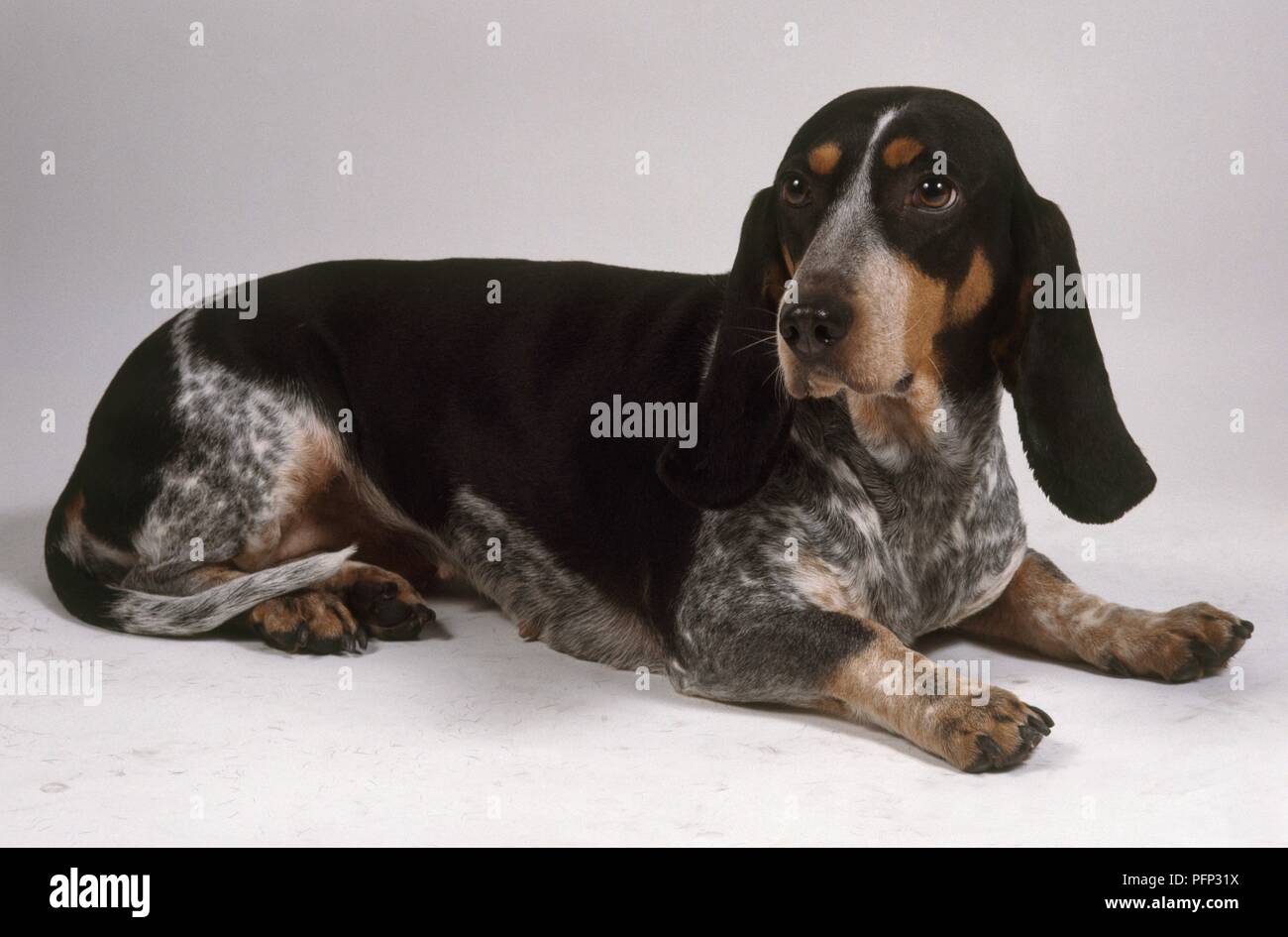 Are Basset Bleu De Gascogne Puppies Lazy
