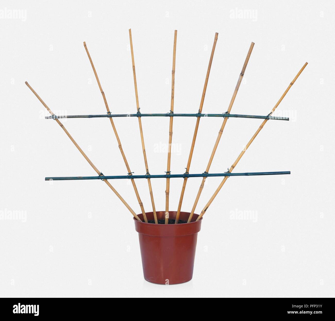 Bamboo sticks arranged in fan shape as support in plant pot Stock Photo ...