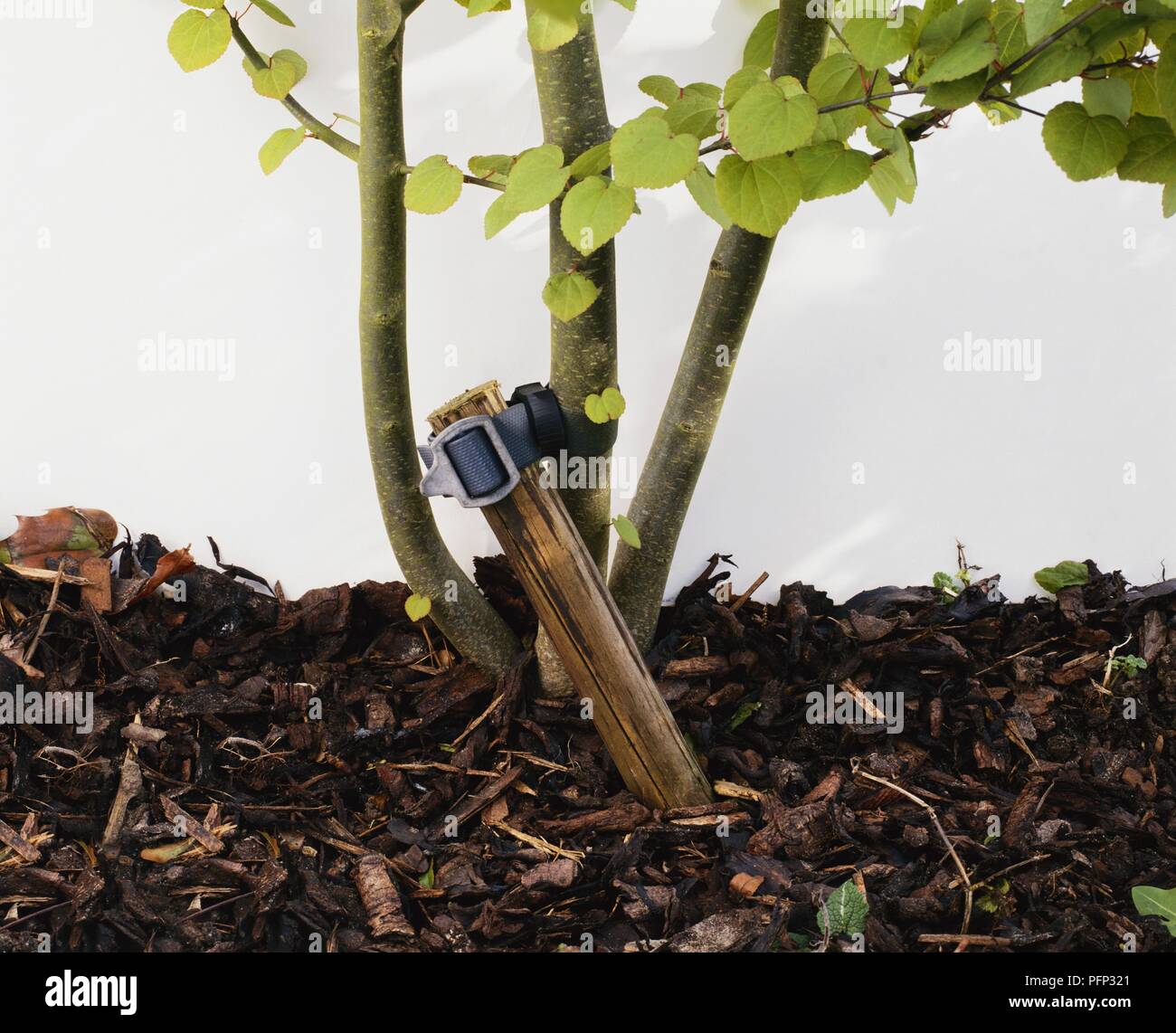 Cercidiphyllum japonicum (Japanese Judas-tree) supported by angled ...