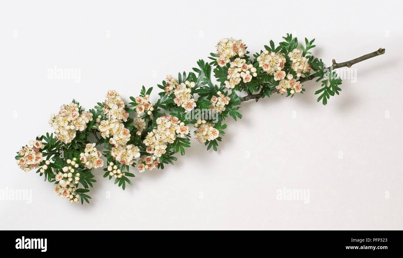 Crataegus (Hawthorn) blossom and buds with tiny green leaves on stem ...