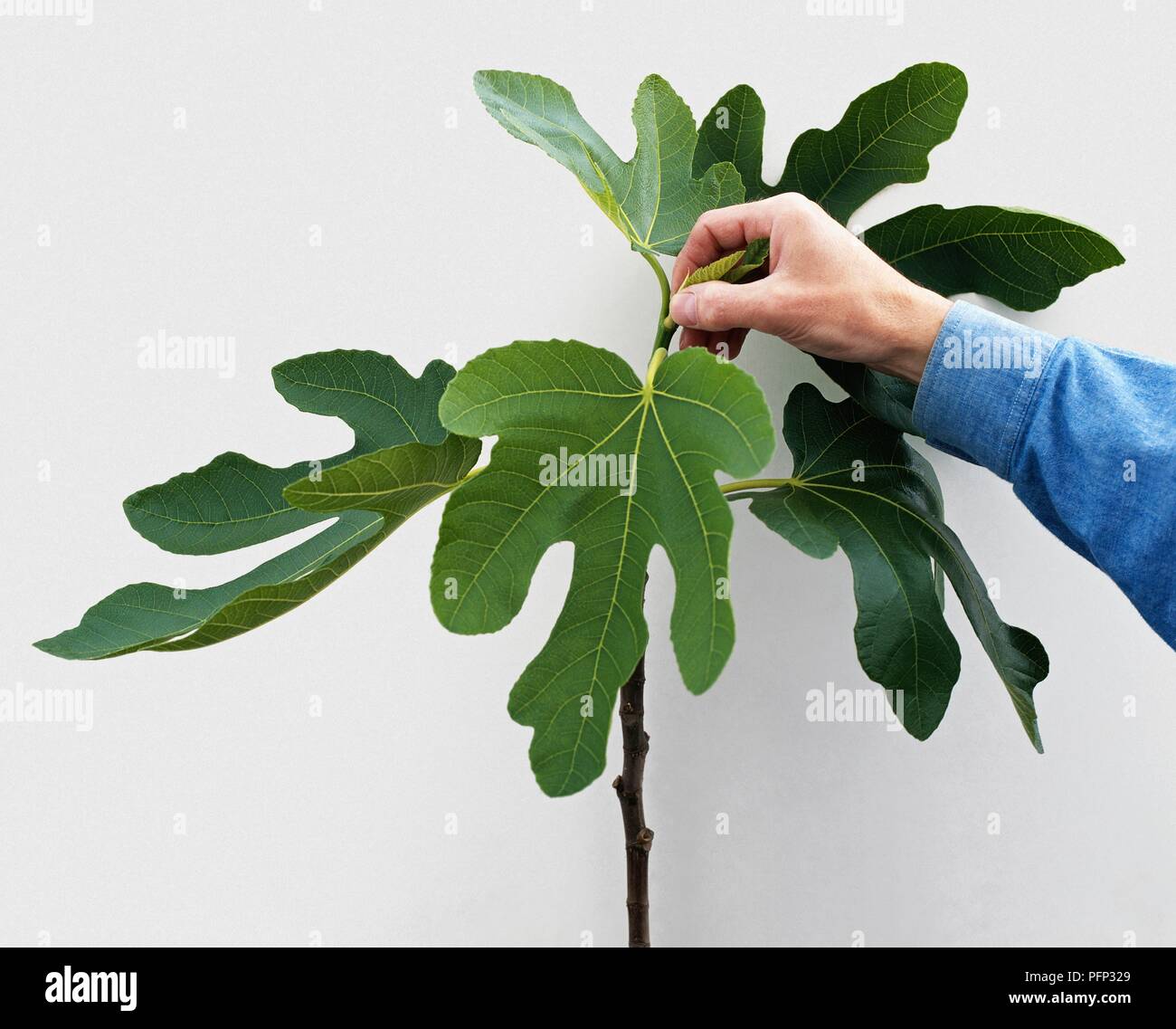 Man fig leaf hi-res stock photography and images - Alamy