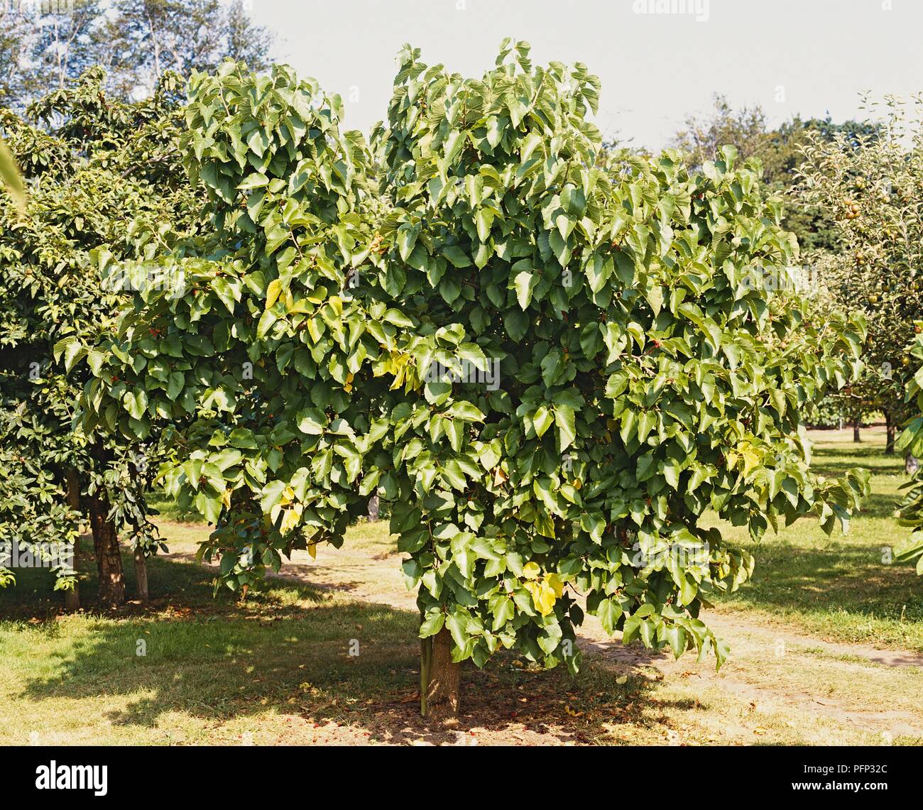 Mulberry morus sp hi-res stock photography and images - Alamy
