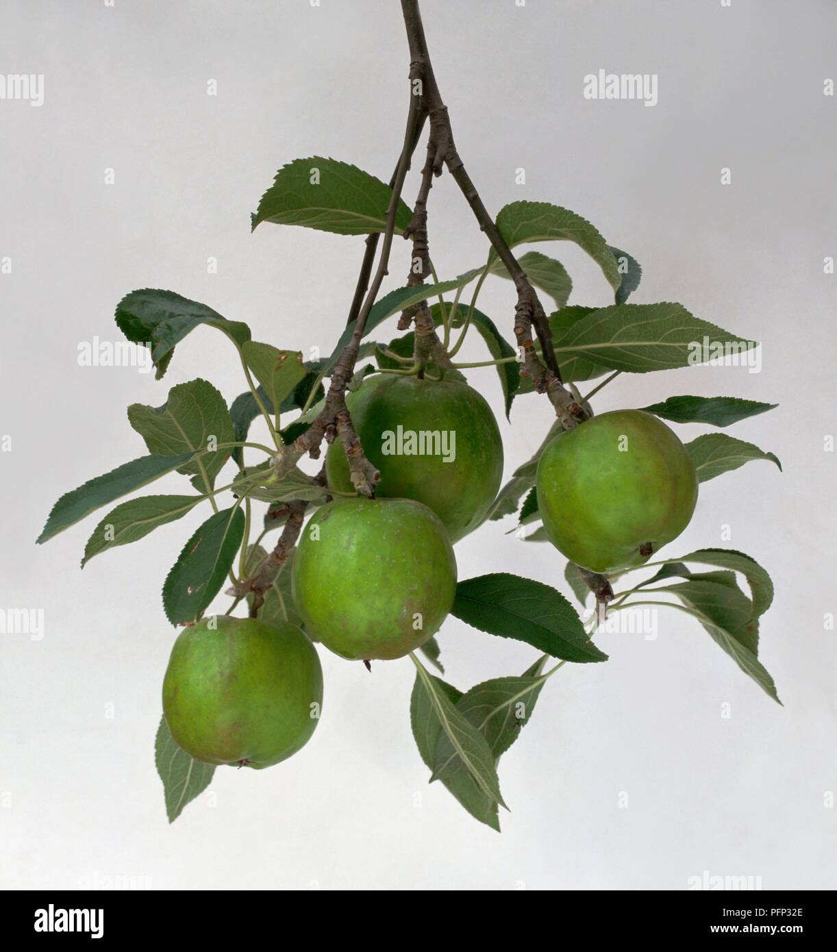 Bearing fruit hi-res stock photography and images - Alamy