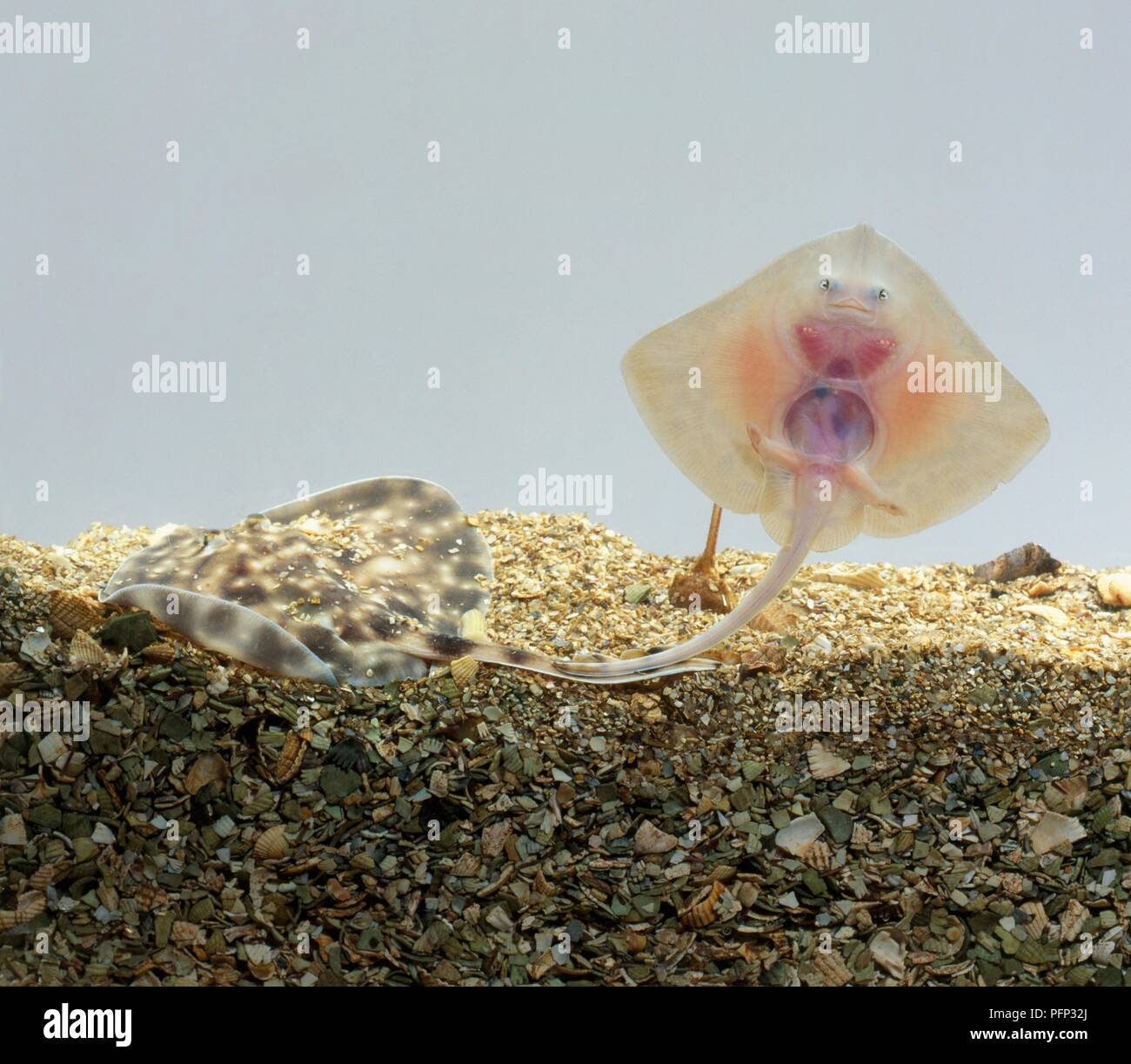 Top and underside views of rays Stock Photo - Alamy