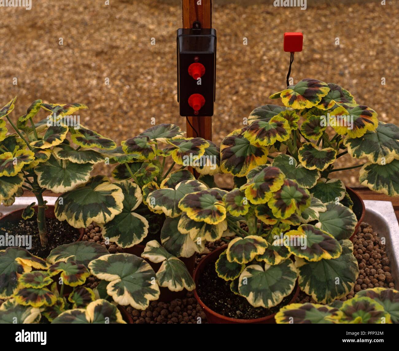 Akita Inu dog Stock Photo - Alamy
