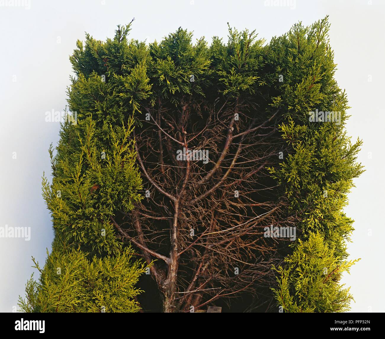 Conifer hedge cut open to reveal cross section Stock Photo - Alamy