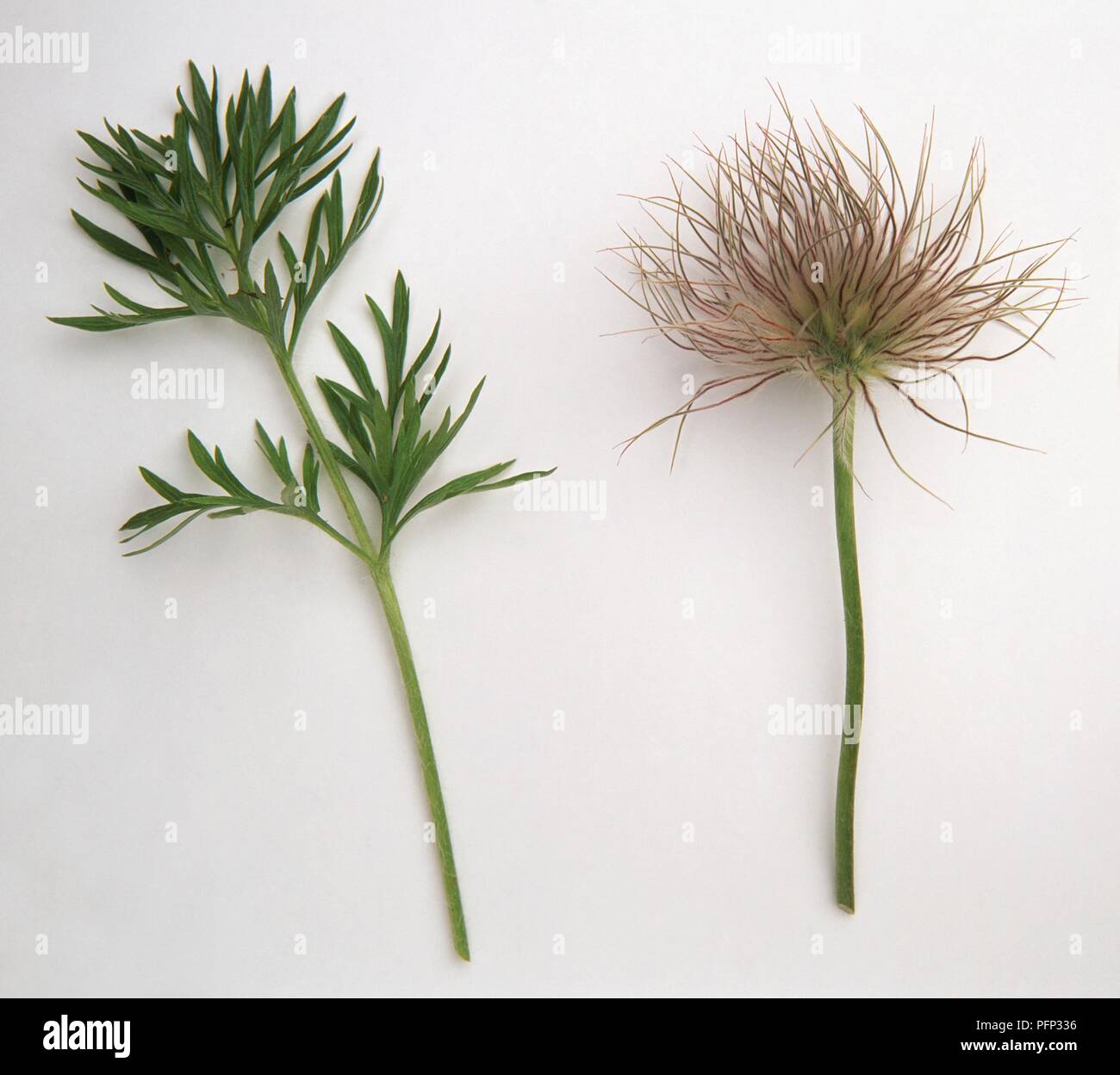 Seedhead and leaves of Pulsatilla vulgaris (Pasque flower Stock Photo ...