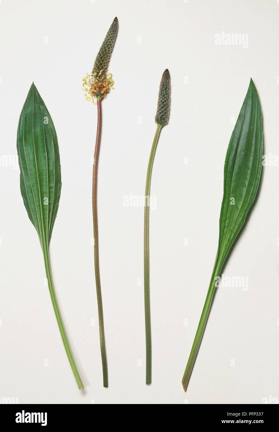 Plantago lanceolata (Ribwort plantain) flowers and leaves Stock Photo ...