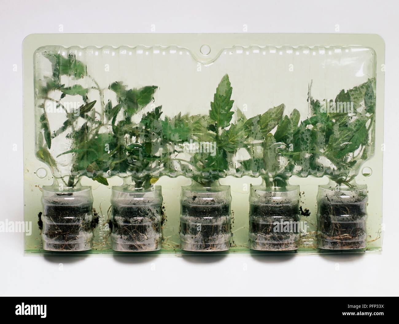Plug plants in plastic box for transportation Stock Photo - Alamy