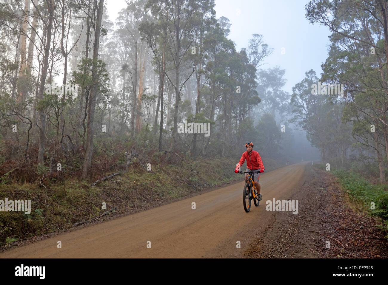Cyclist in mist on the Ben Lomond Road Stock Photo - Alamy