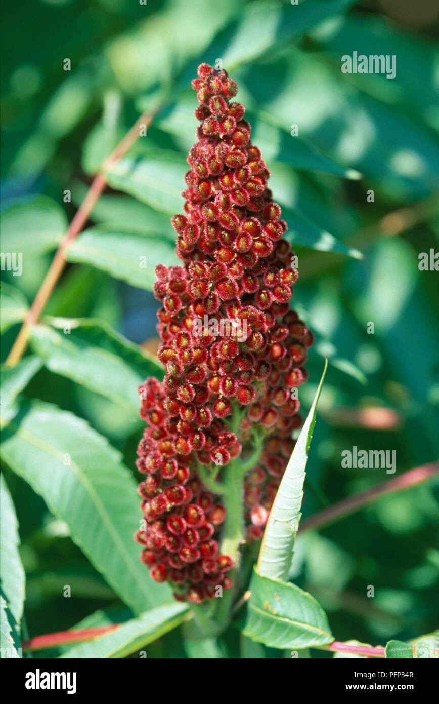 Rhus trilobata (Skunkbush), spike of red berry fruits, close-up Stock ...